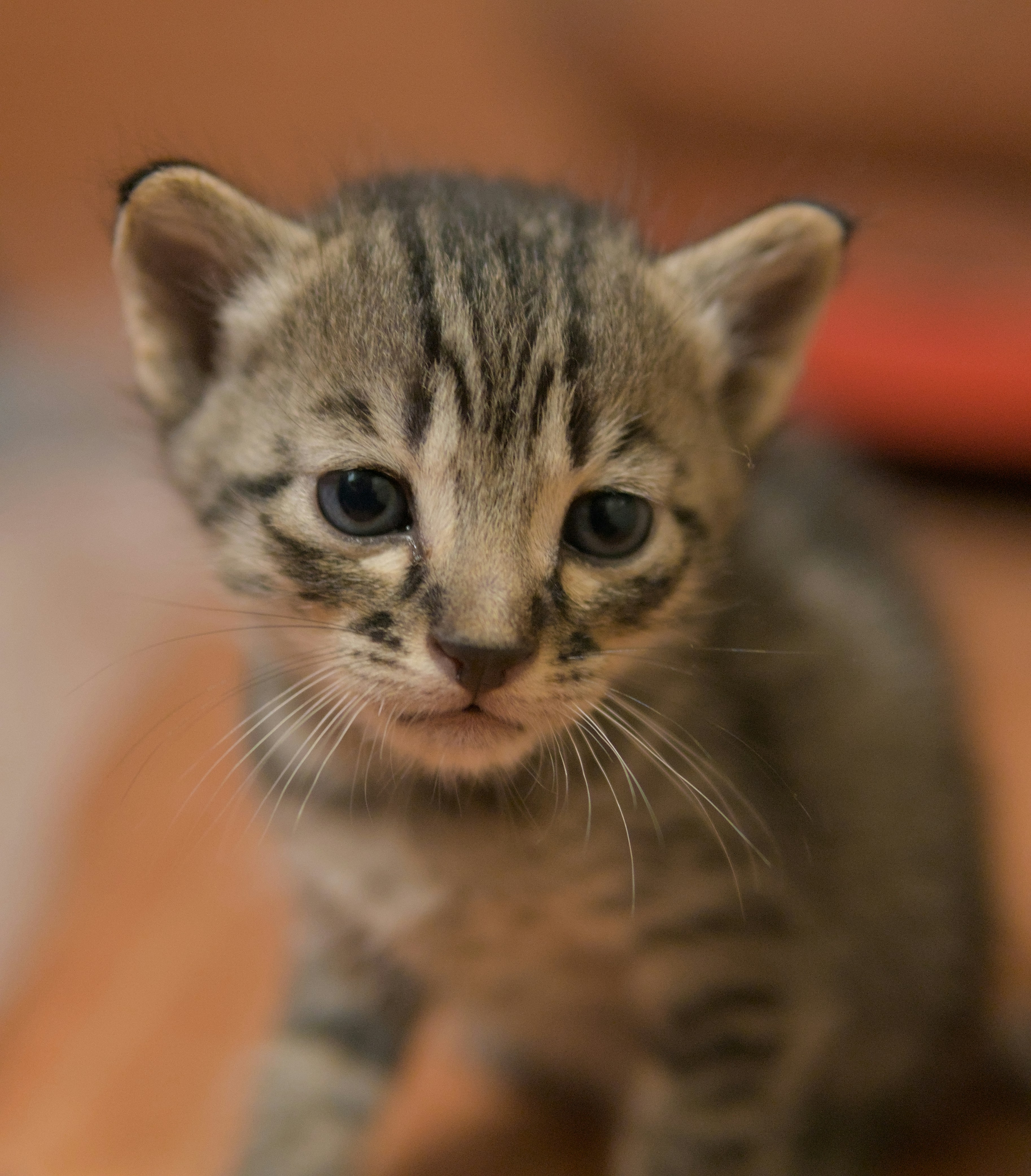 Soft-Eyed Kitten Portrait in Warm Indoor Light