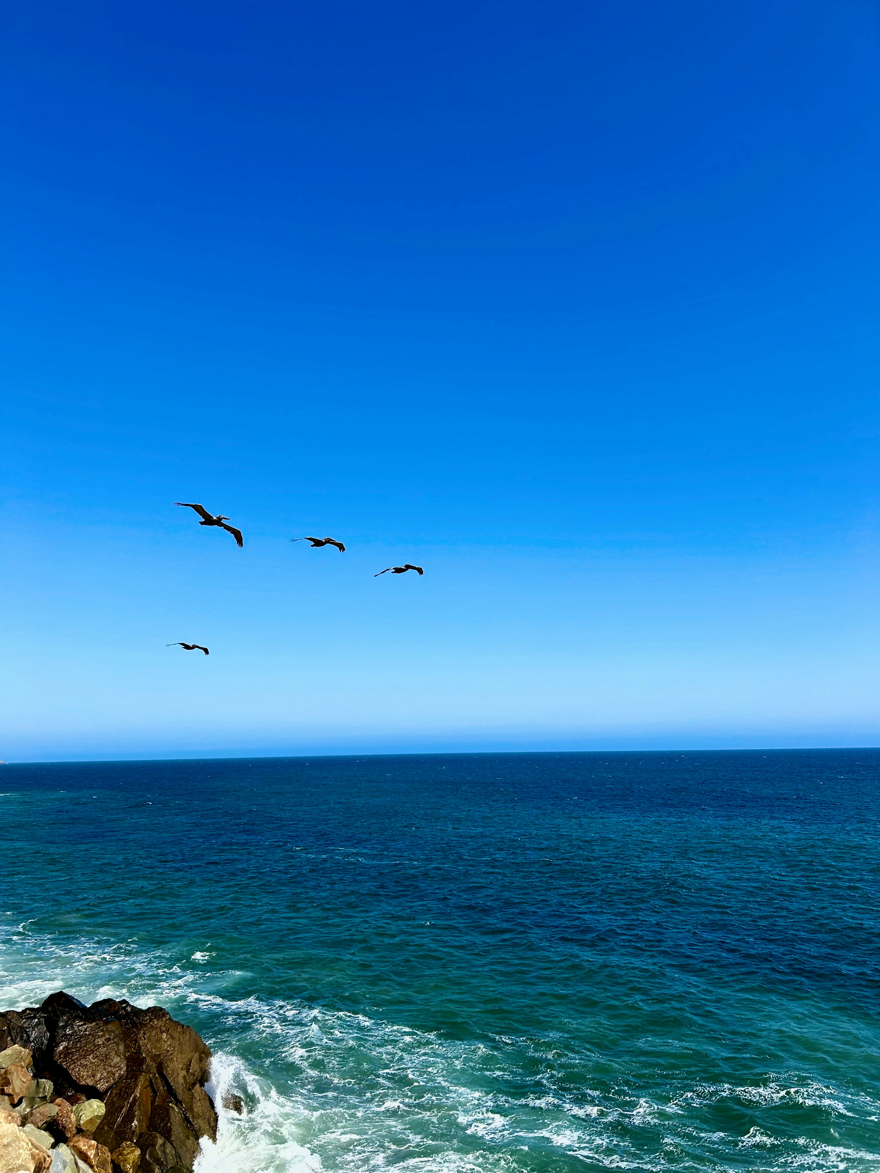 Seabirds in a Clear Horizon