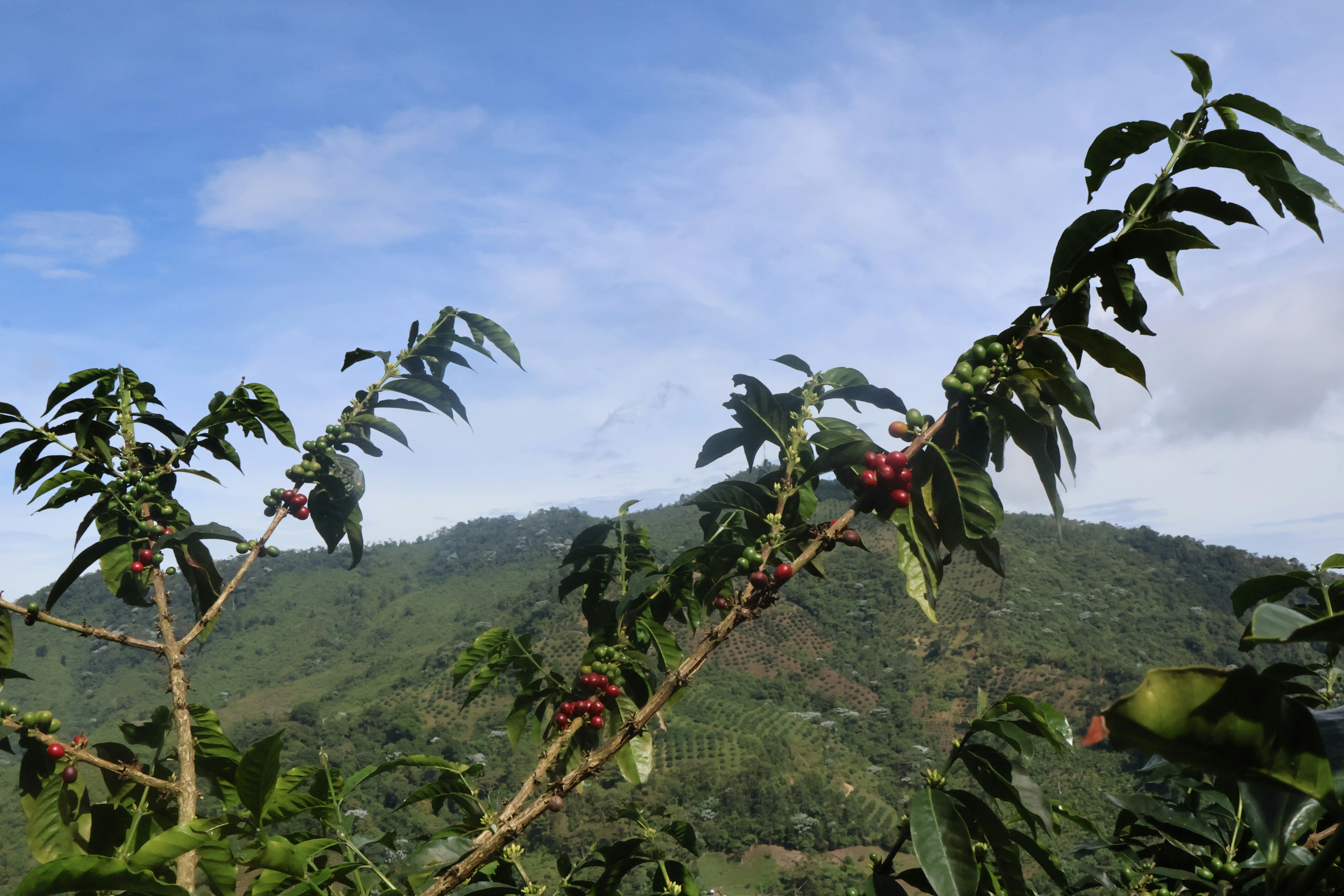 Branches with ripening cherries frame a distant green hillside under a blue sky. A tranquil, nature-forward scene highlighting foreground fruit with a sweeping landscape in the background.