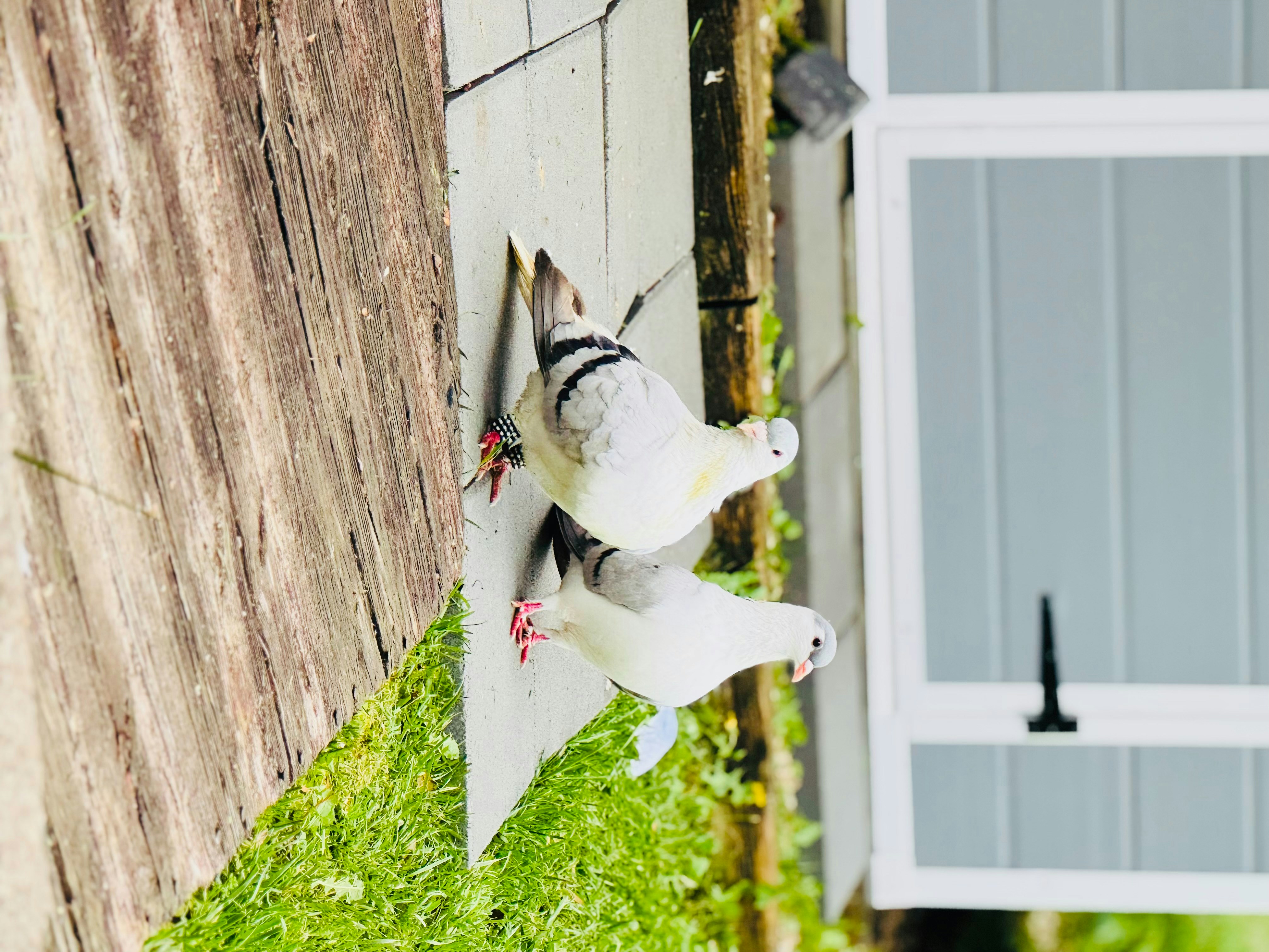 Two white pigeons stand on a wooden deck beside a light-colored wall and a glass door; scene emphasizes urban backyard life with natural light.