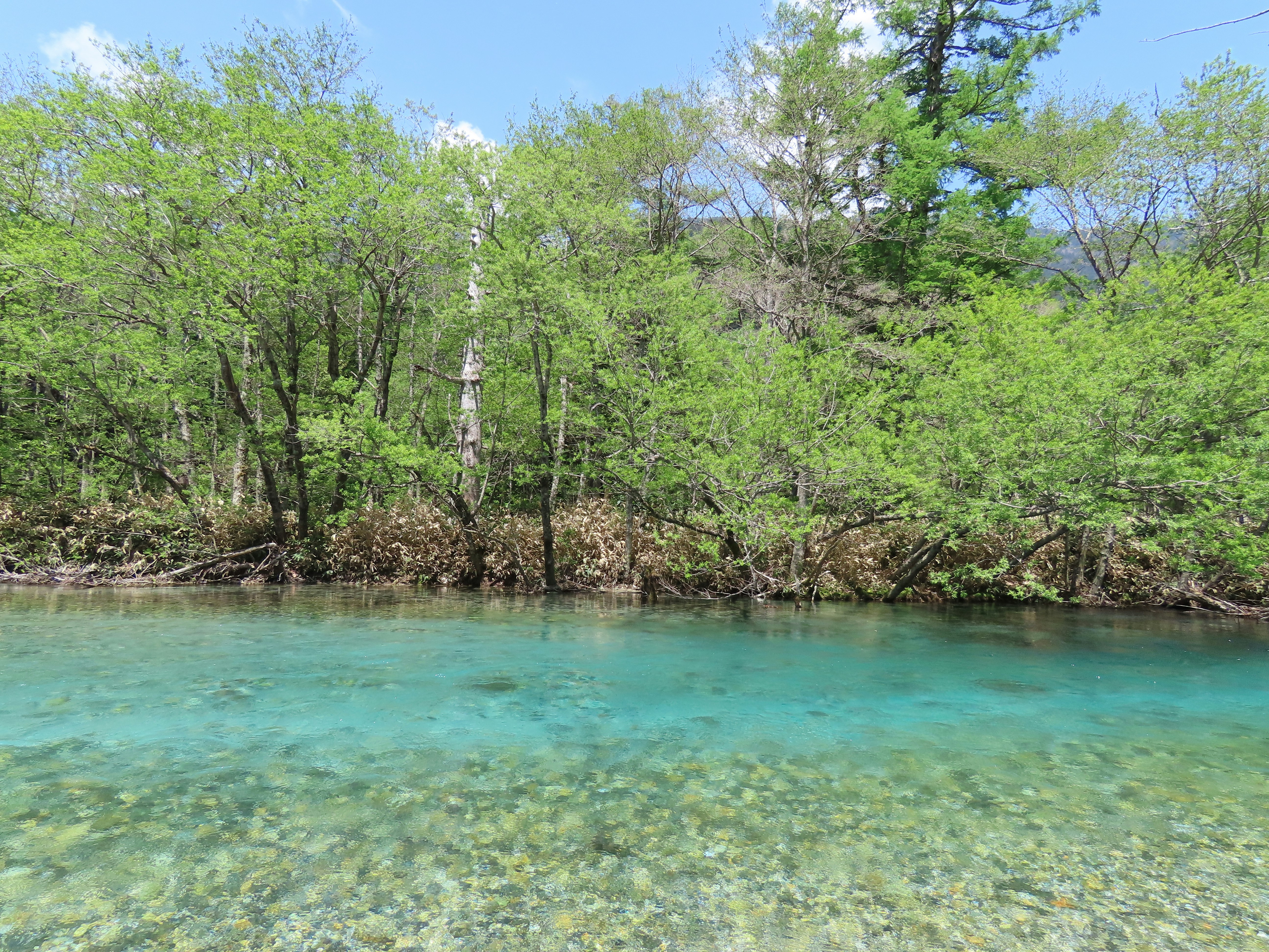 Emerald River Edge: Clear Water Meeting Verdant Shore