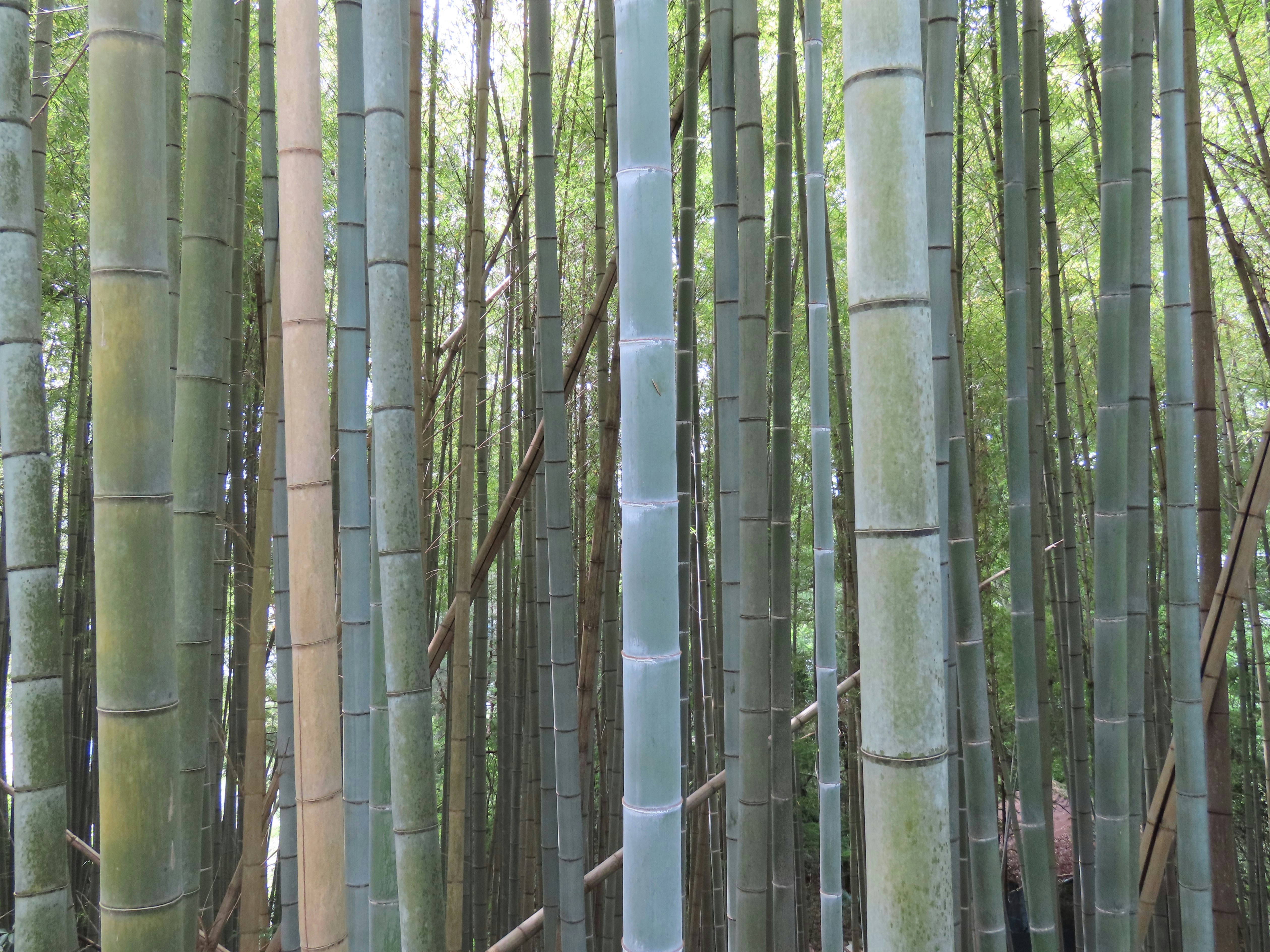 Whispering Columns: Morning Light Through Bamboo Aisles