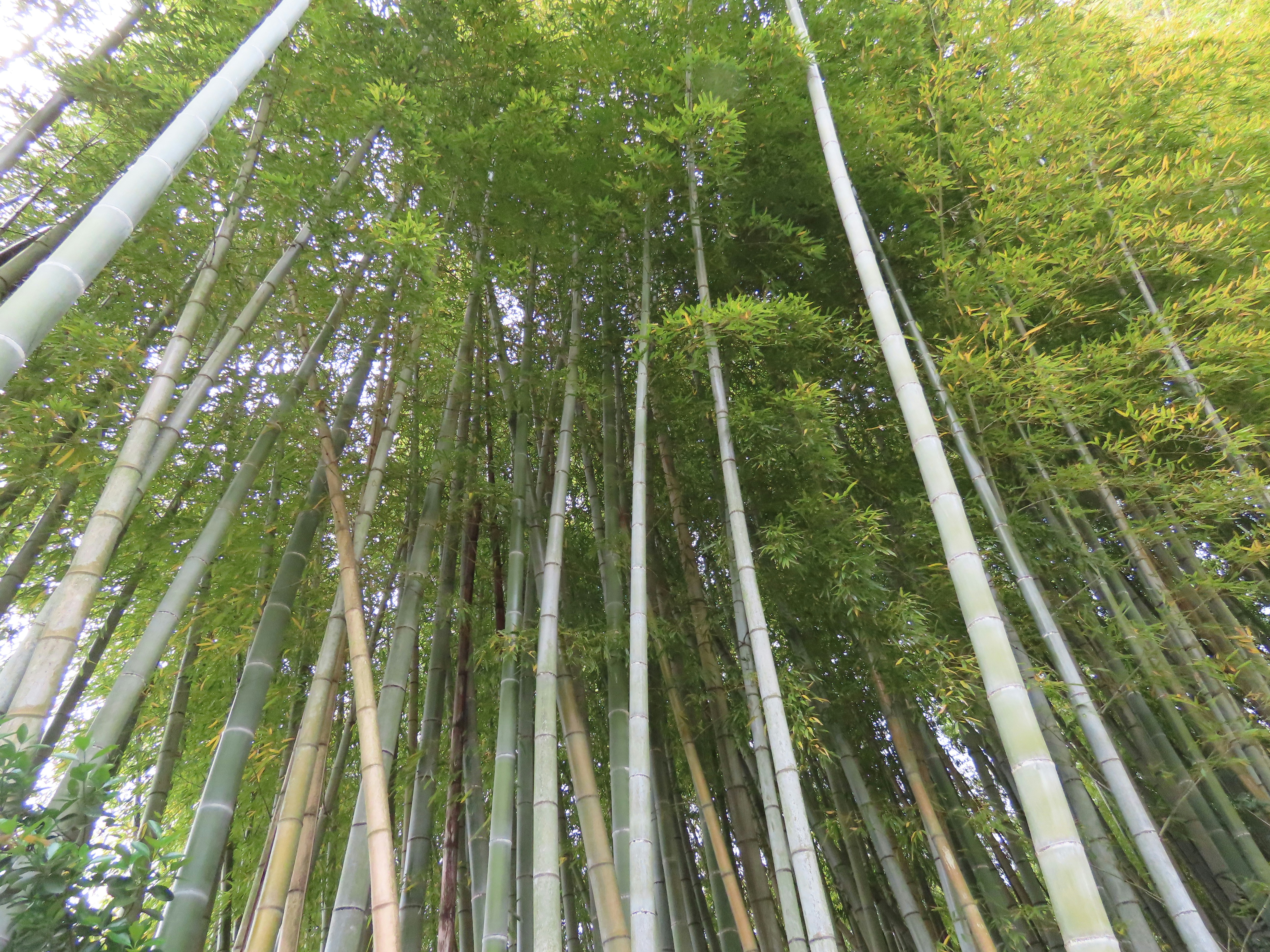 Bamboo Cathedral: Tall stalks Reaching for the Green Roof