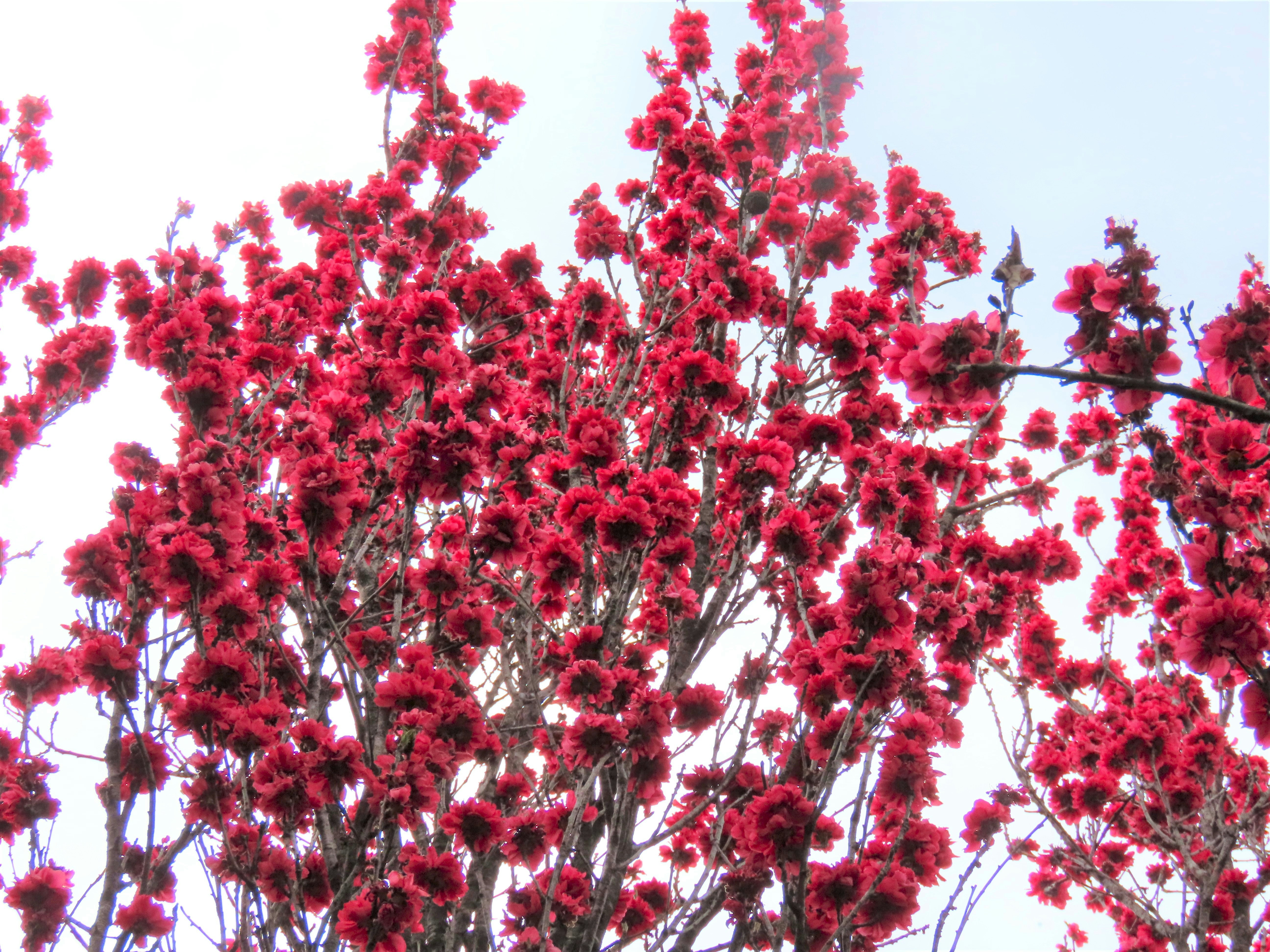 Crimson Blossoms Reaching Skyward