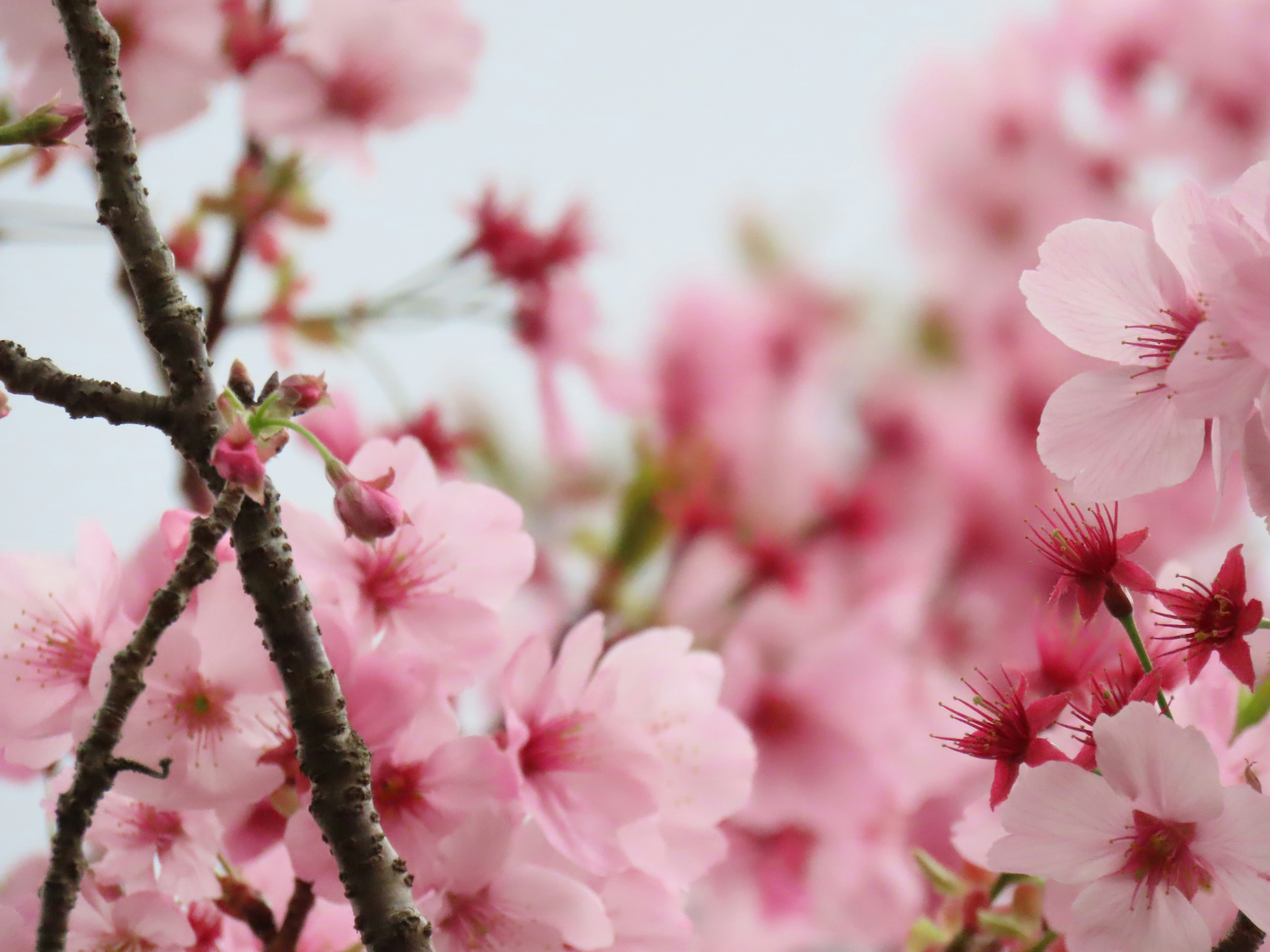 Cherry Blossom Confetti: Soft Pink Petals in a Dreamy Blur