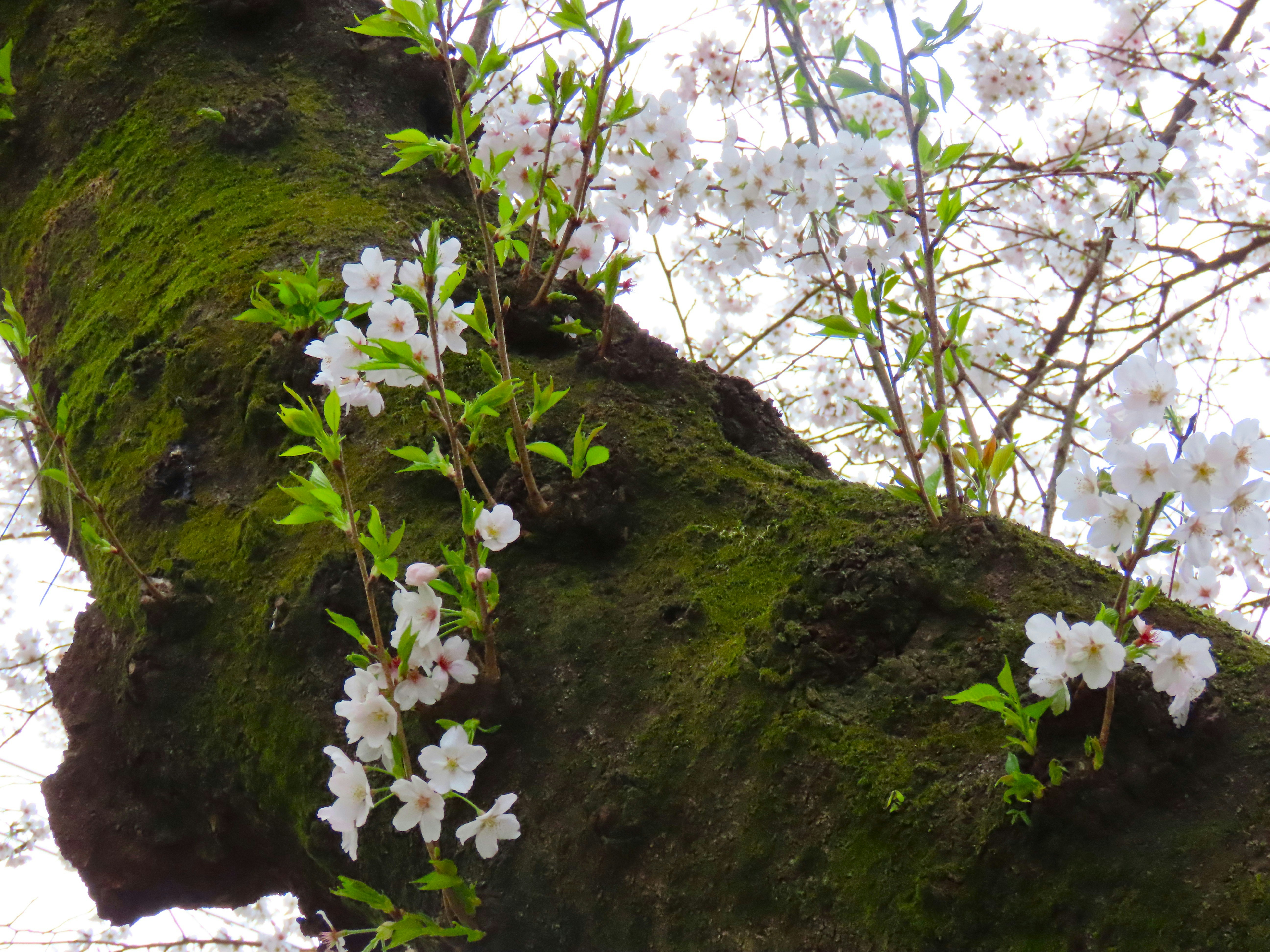 Moss-Cilled Blossoms Clinging to a Sunlit Trunk