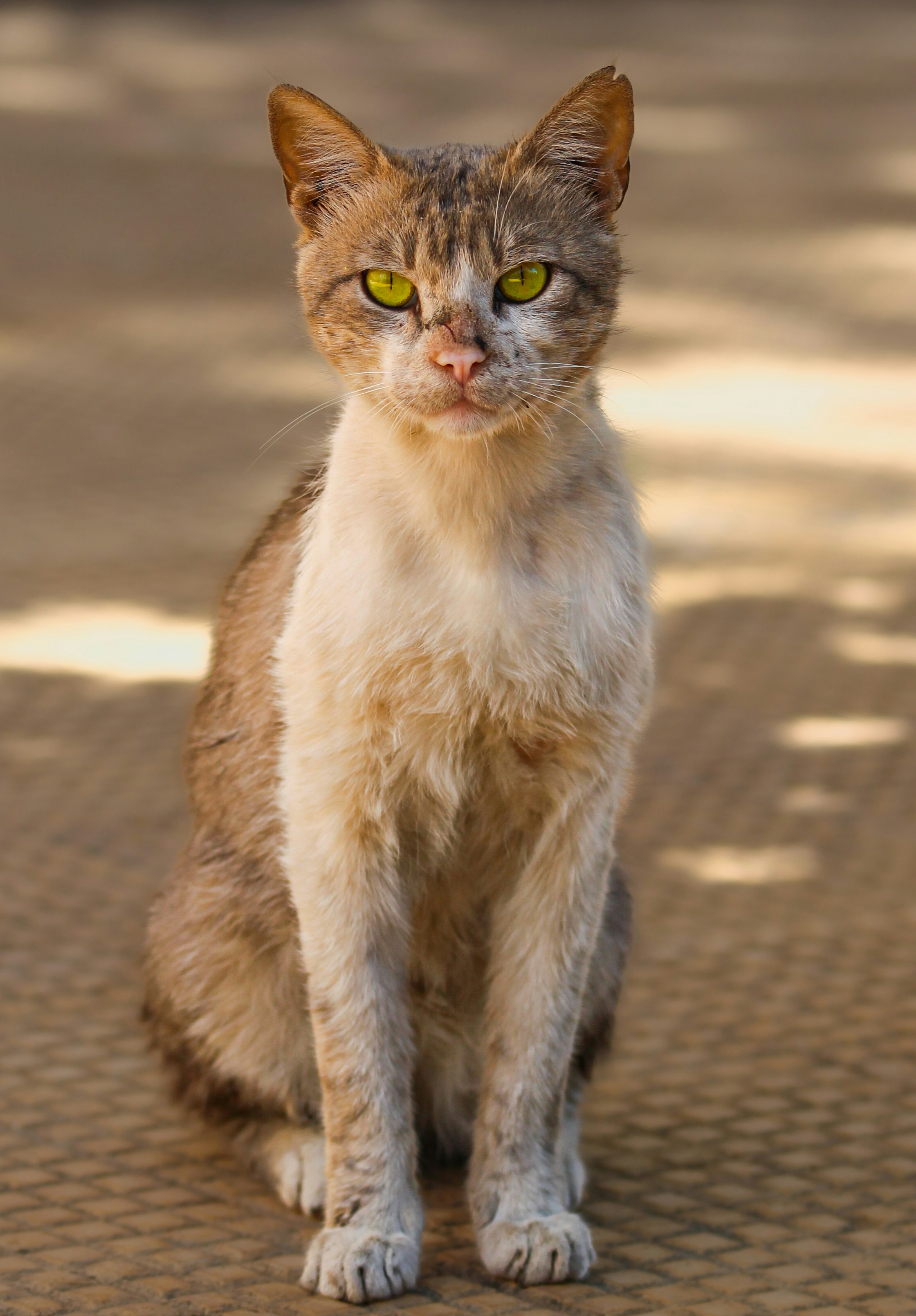 Amber-Gaze: A Cat Centered in Warm Afternoon Light