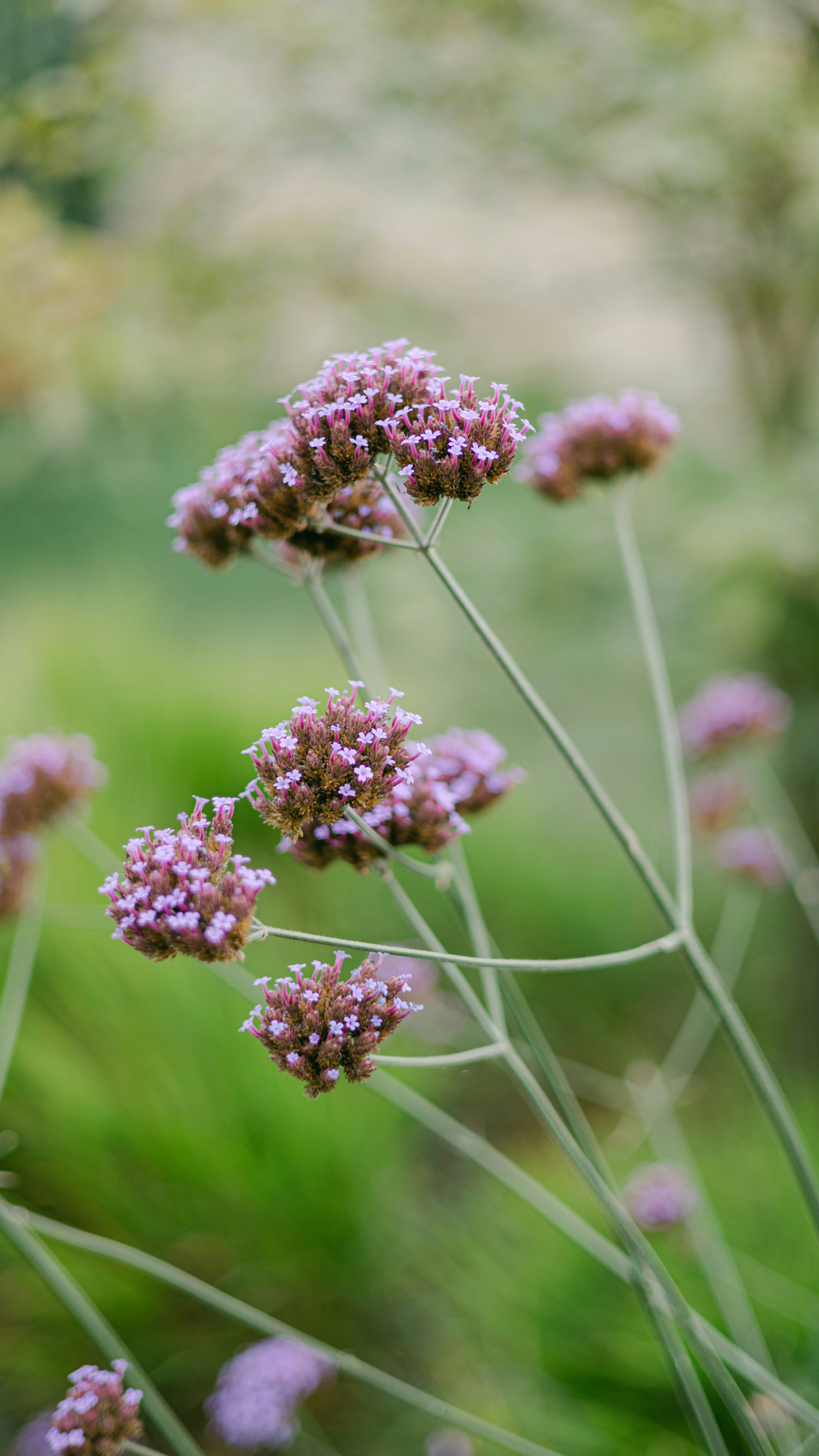 Pink Umbels in Soft Focus: Meadow Bloom