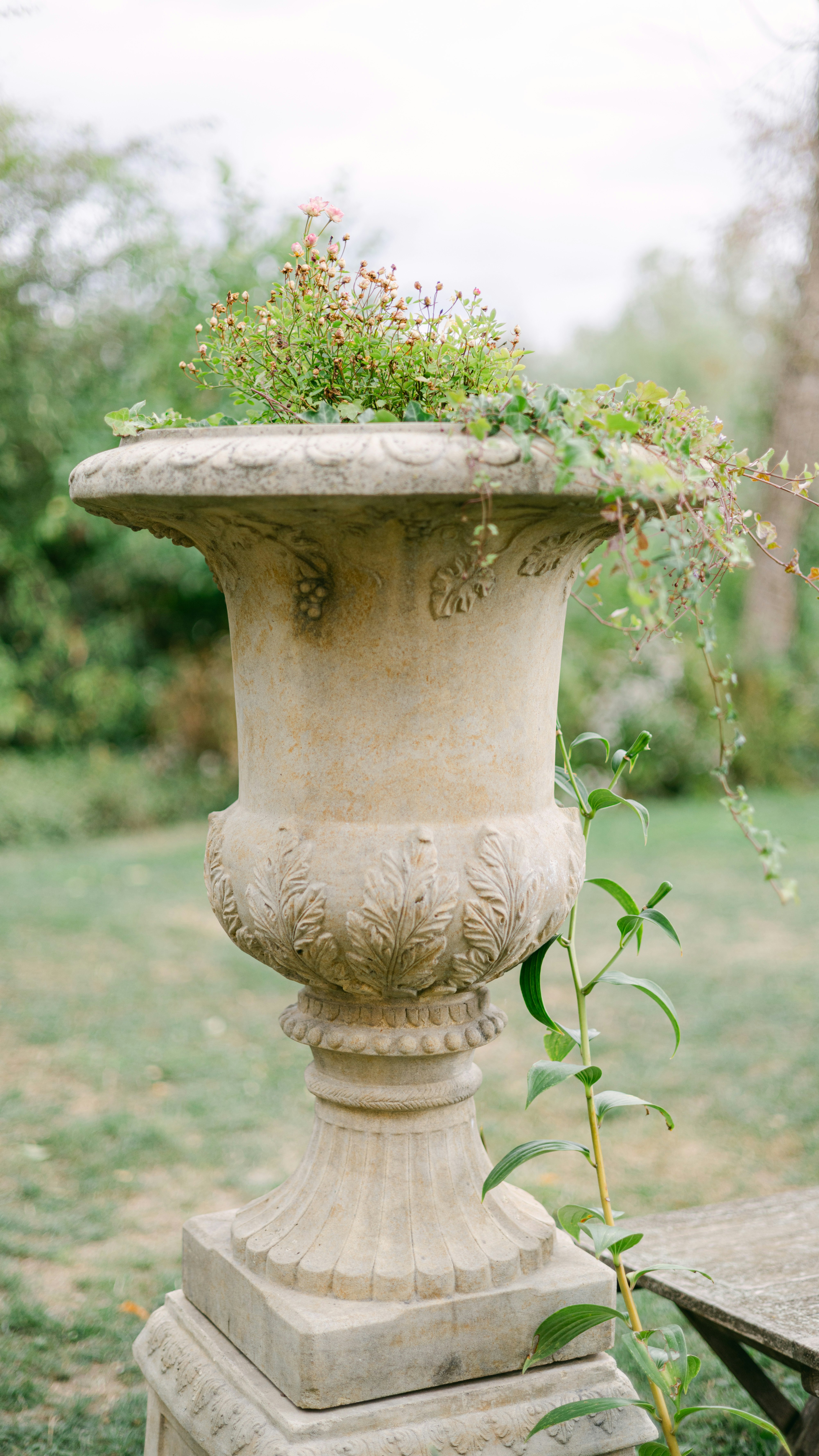 A Verdant Crest: Flora Weaving Through a Stone Urn