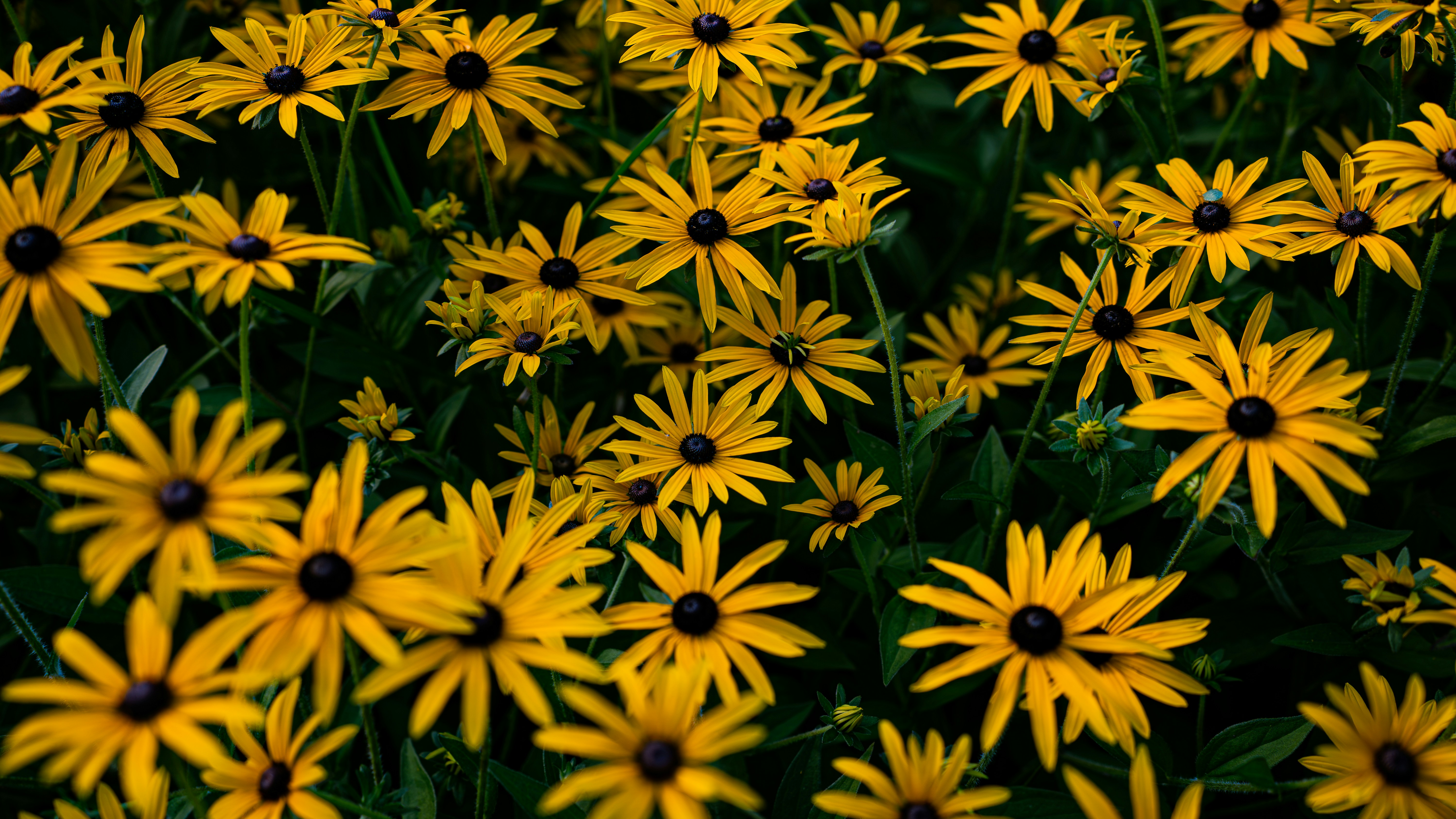 Sunlit Golden Faces: A Field of Black-Eyed Susans