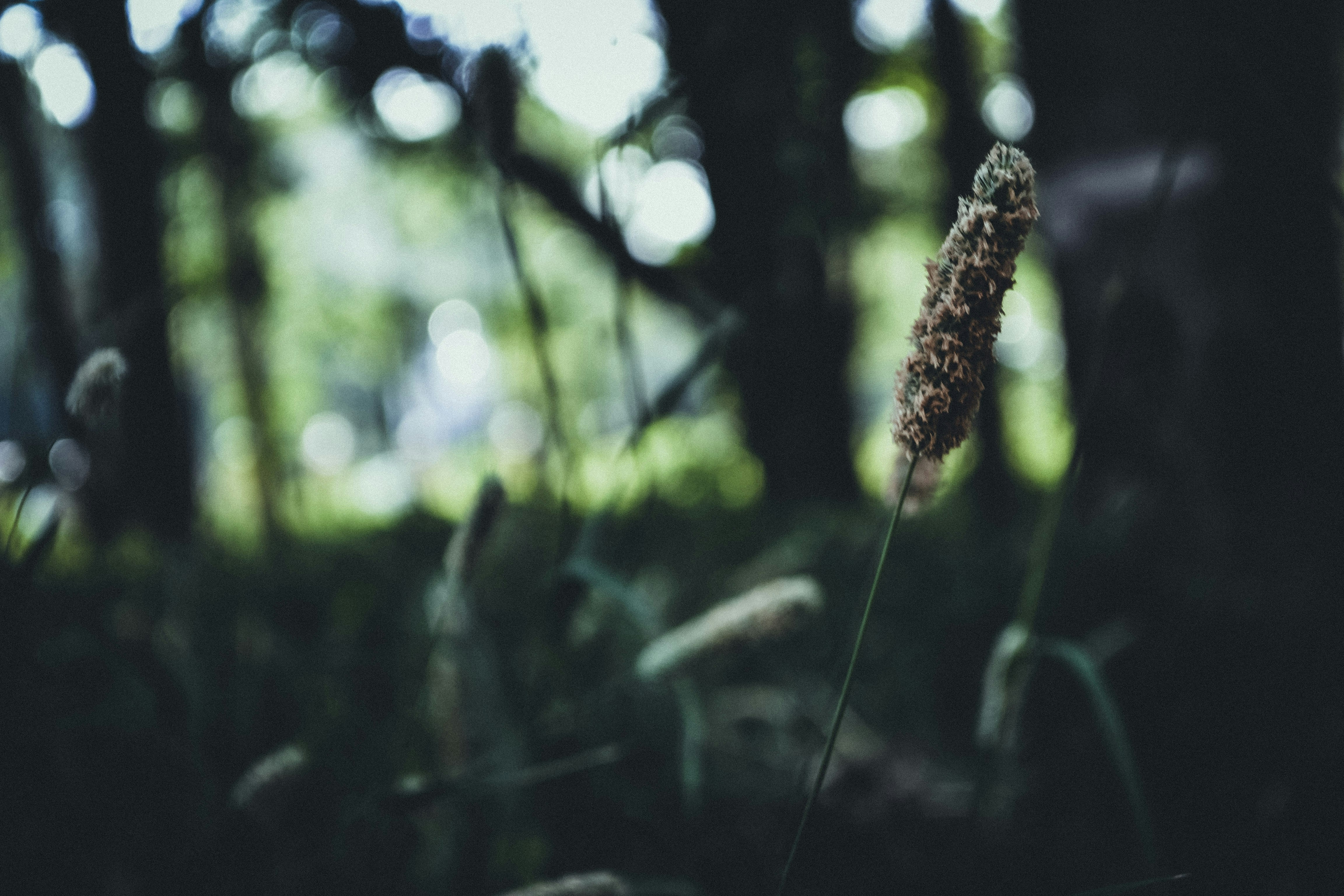 Soft-focus meadow seed stalks in a shadowy forest with dappled light; the focal subject is a single seed head in the foreground, creating a subtle portrait-like mood of quiet nature.