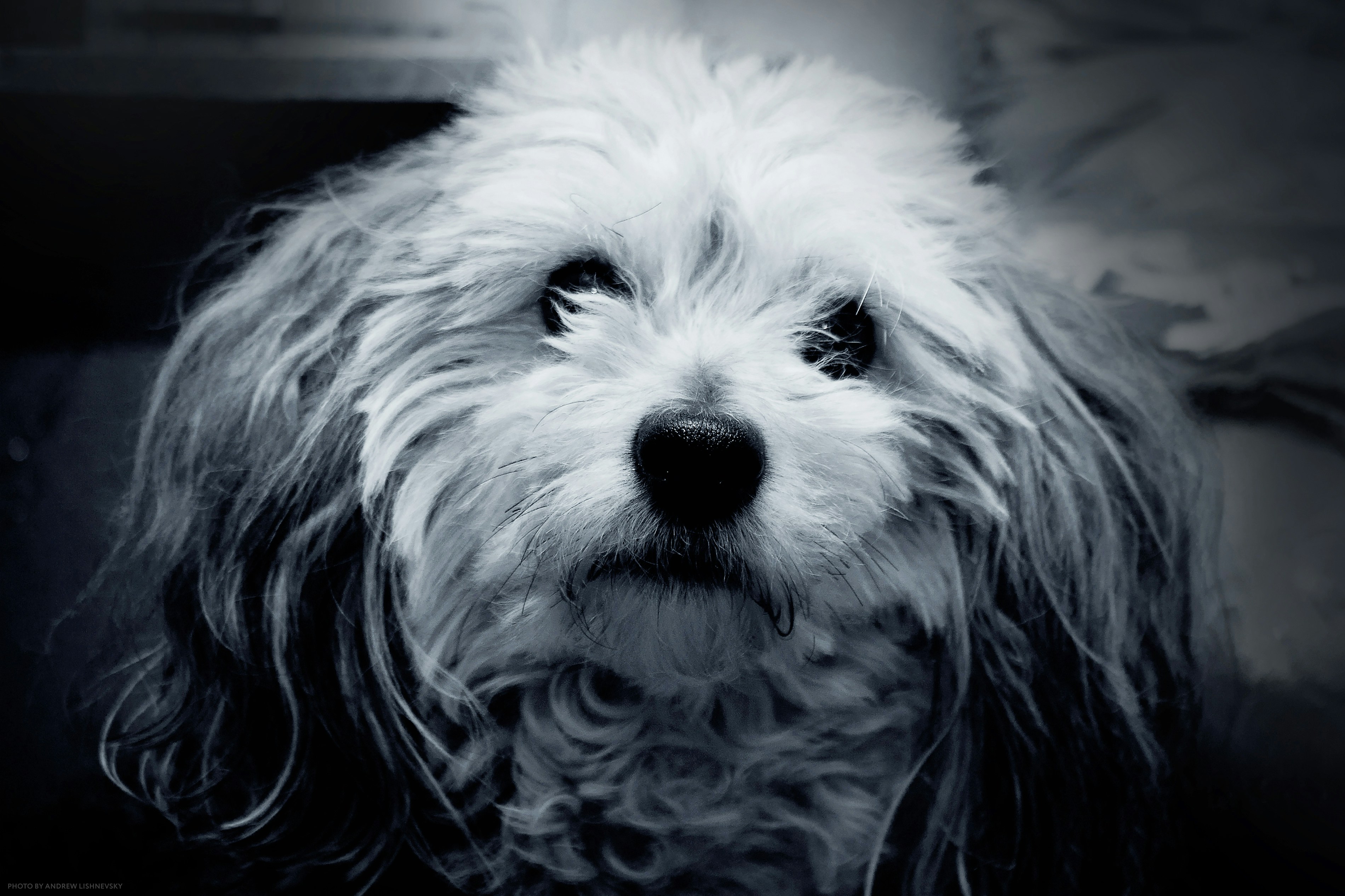 Soft Stare in Mono: A Dog’s Quiet Gaze
