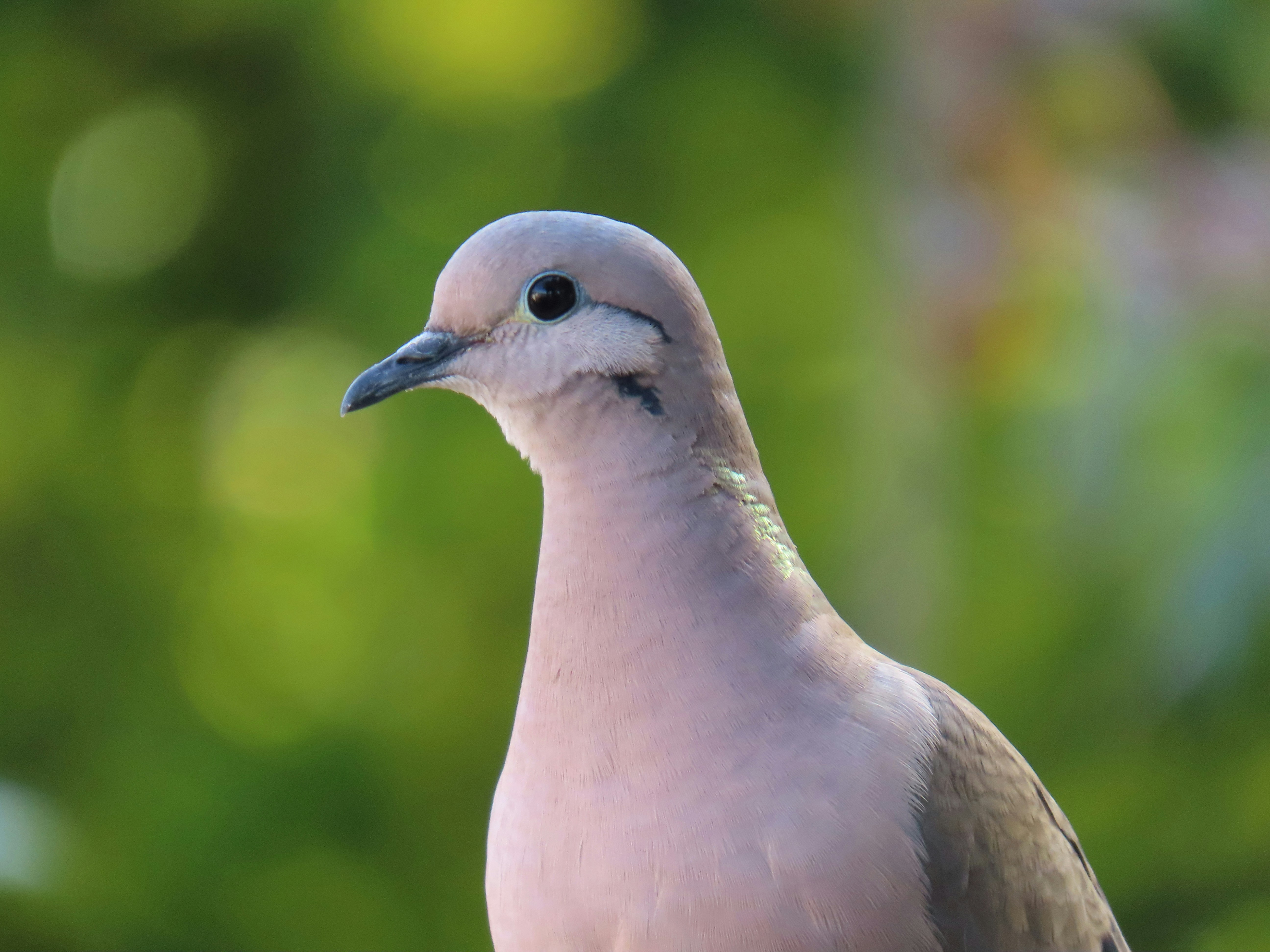 Profile of a Calm Dove: Soft Focus and Clean Green Backdrop