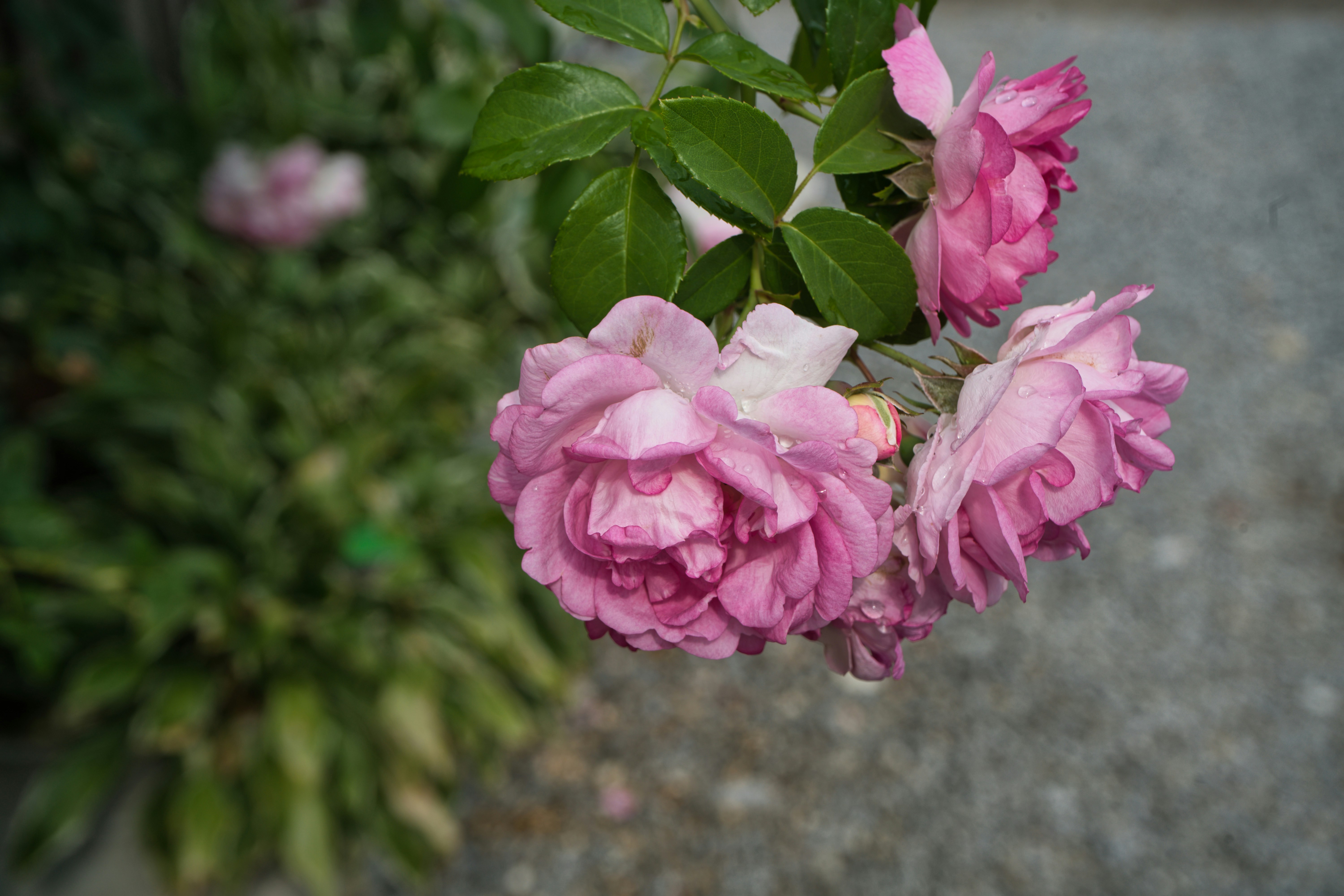 Petals in Focus: A Pink Rose Cluster Against a Quiet Path