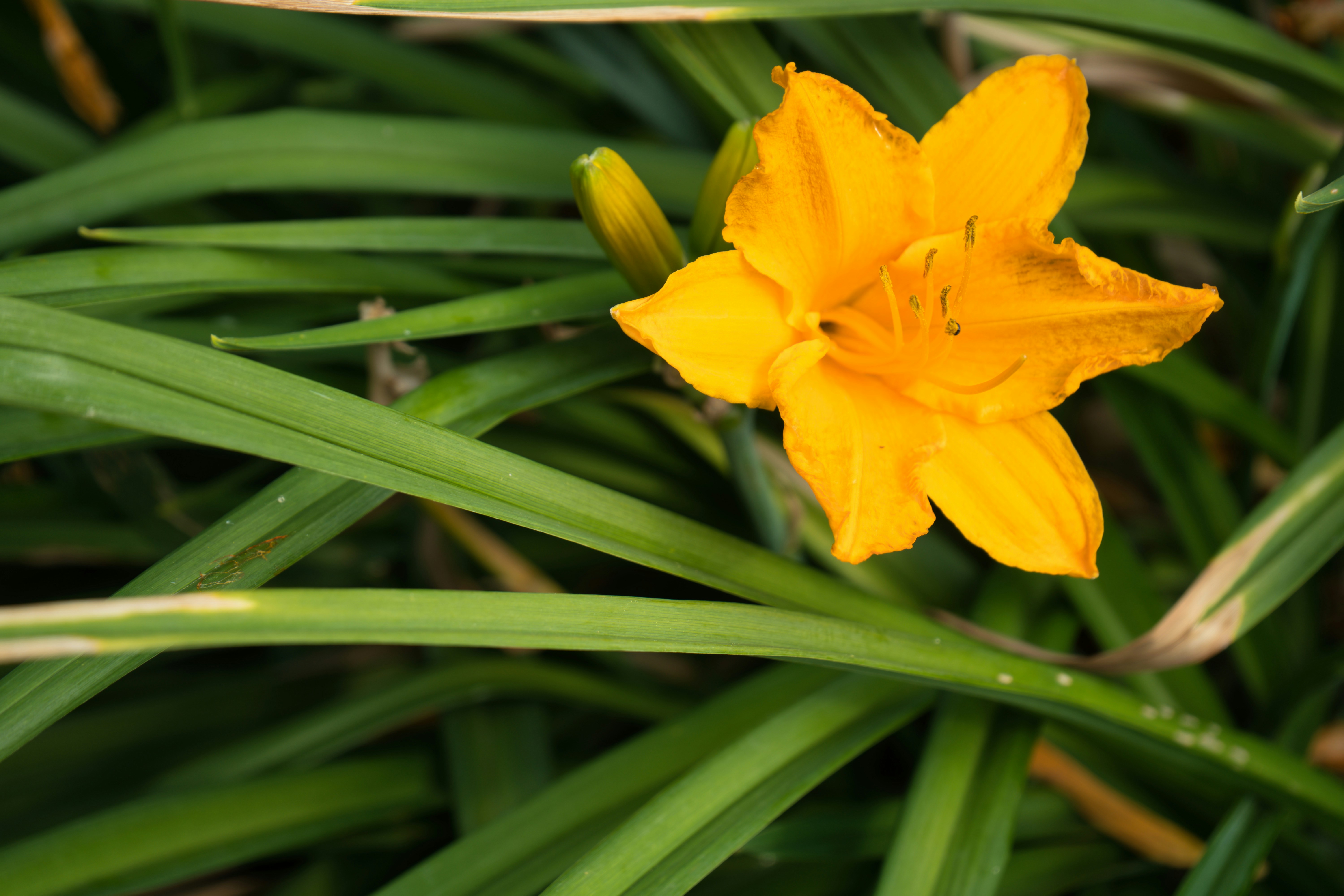 Sunlit Orange Lily Surrounded by Narrow Emerald Strands