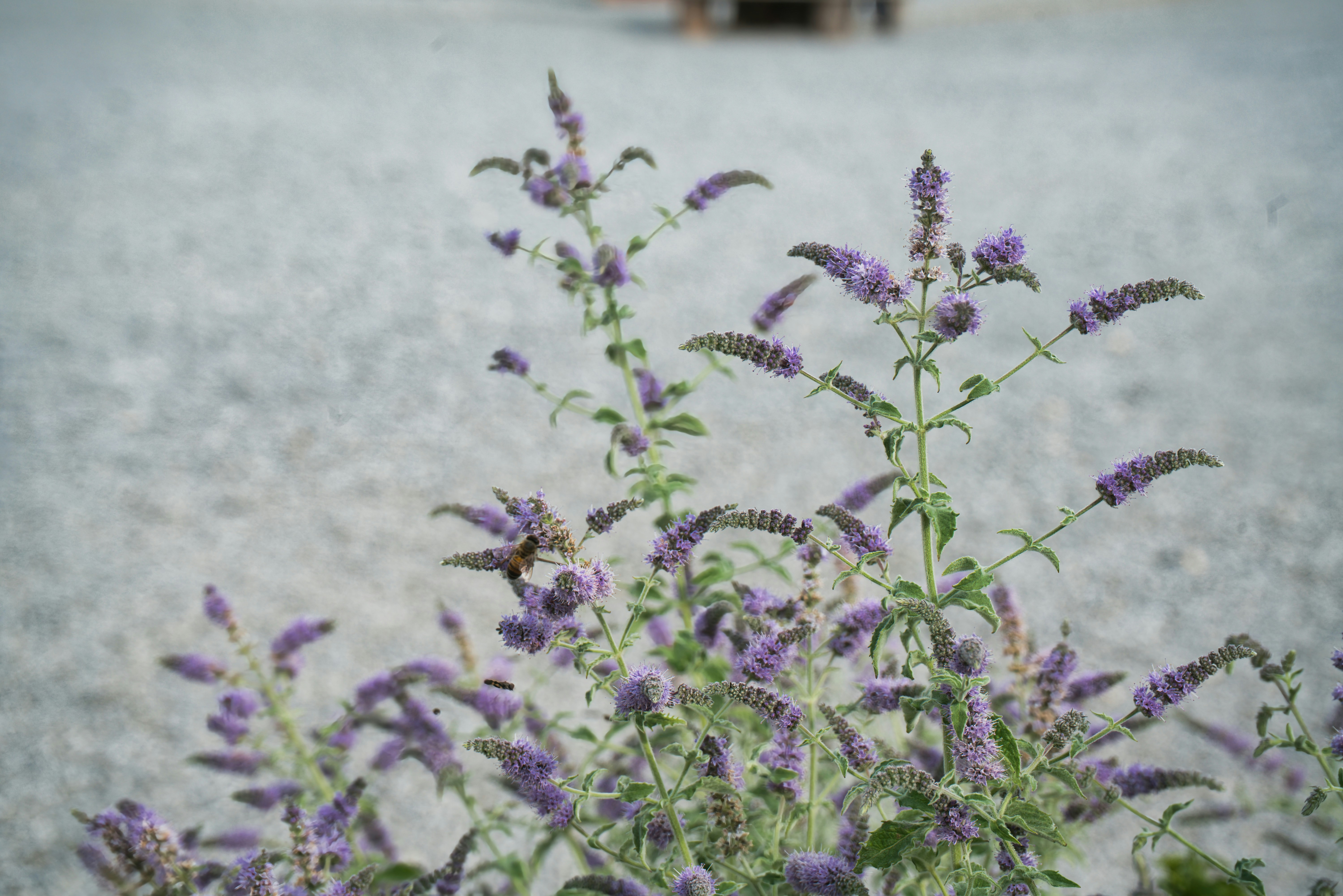 Lavender in Focus: Quiet Garden Blooms Against a Pebbled Backdrop