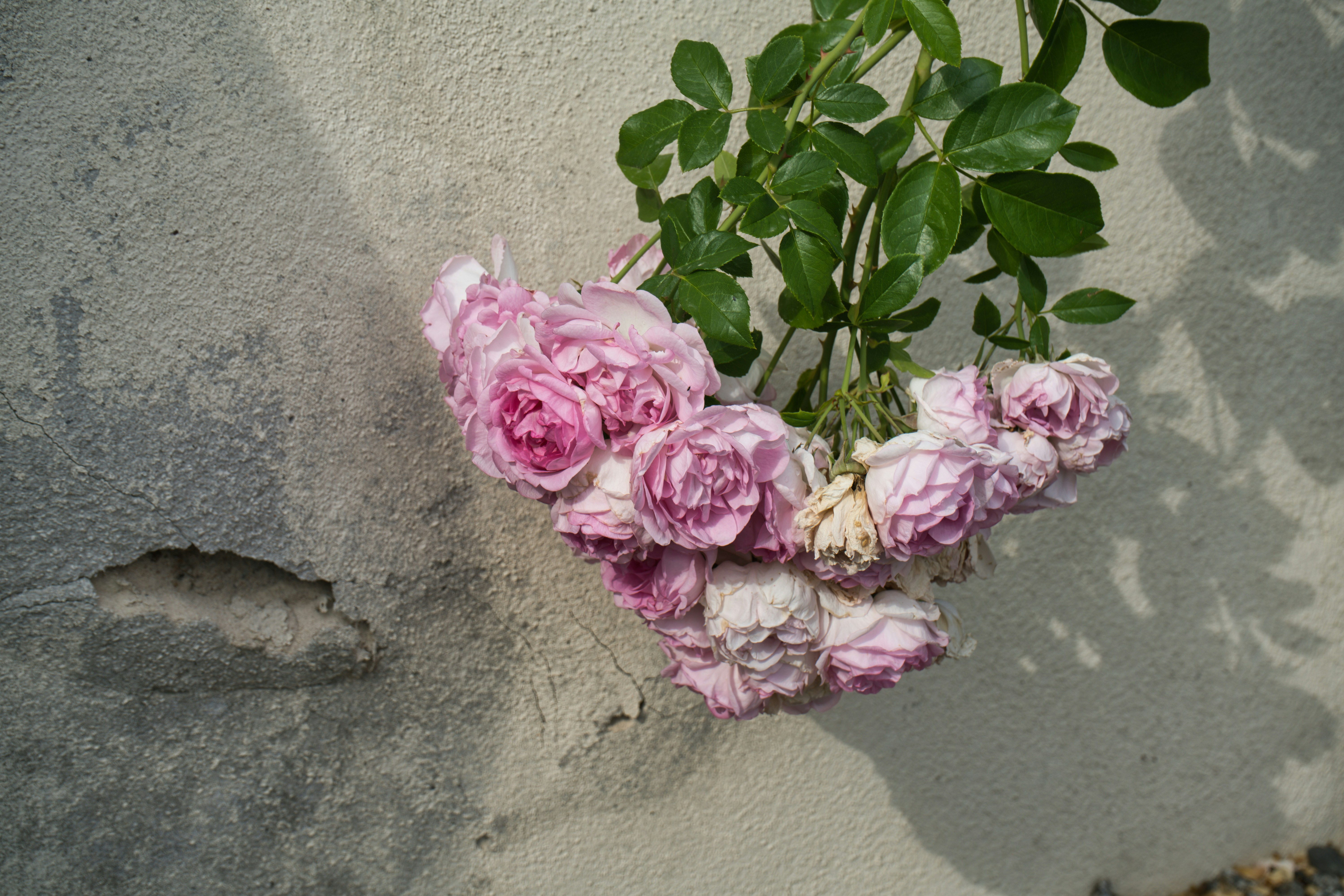 Petals against the pavement: a soft bouquet resting on a sunlit wall