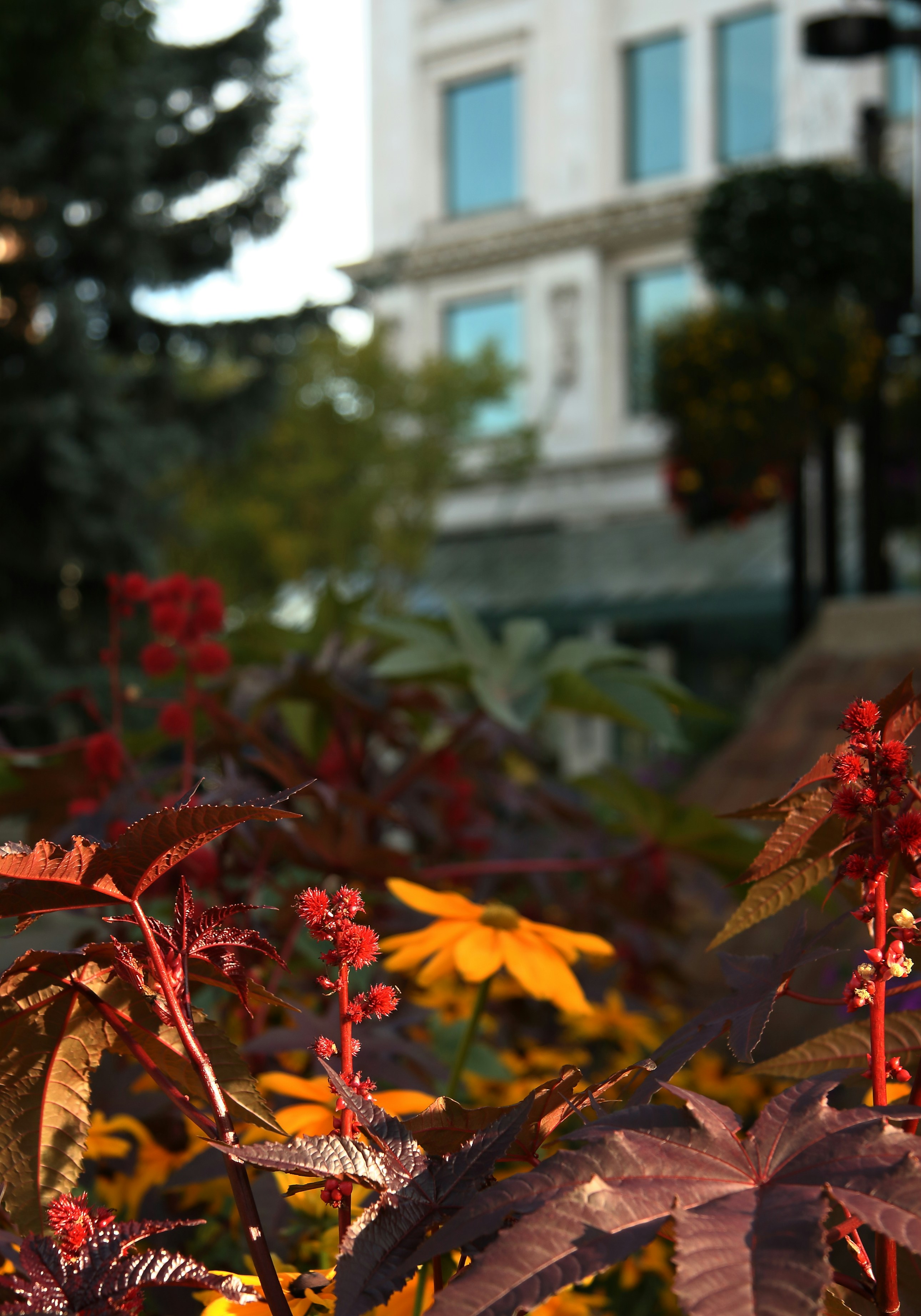 Colorful foliage and blossoms in sharp focus in the foreground with a blurred cityscape behind. A vibrant plant bed frames a distant building facade.