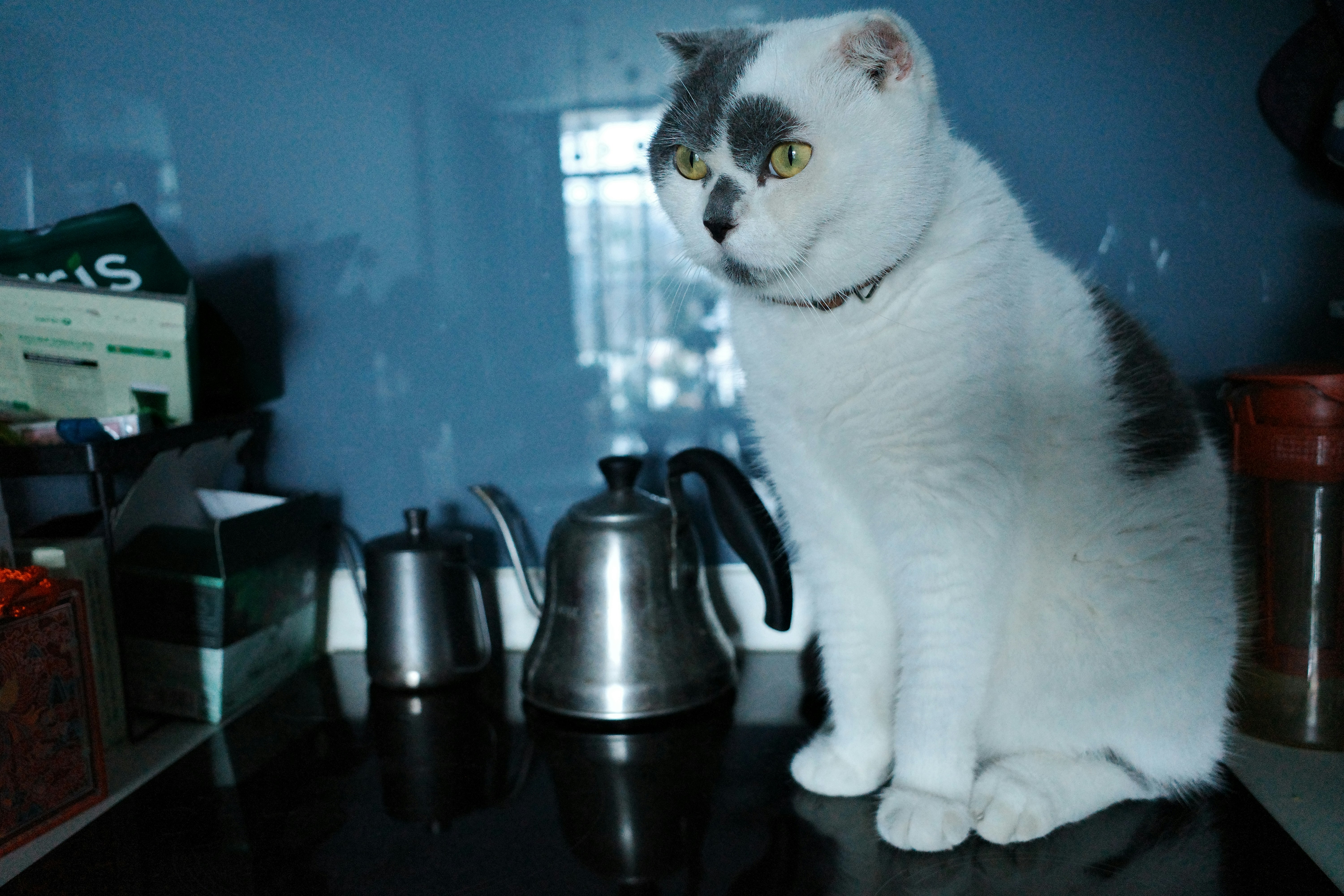 White-and-Gray Cat Guarding the Kitchen Chemex Nook