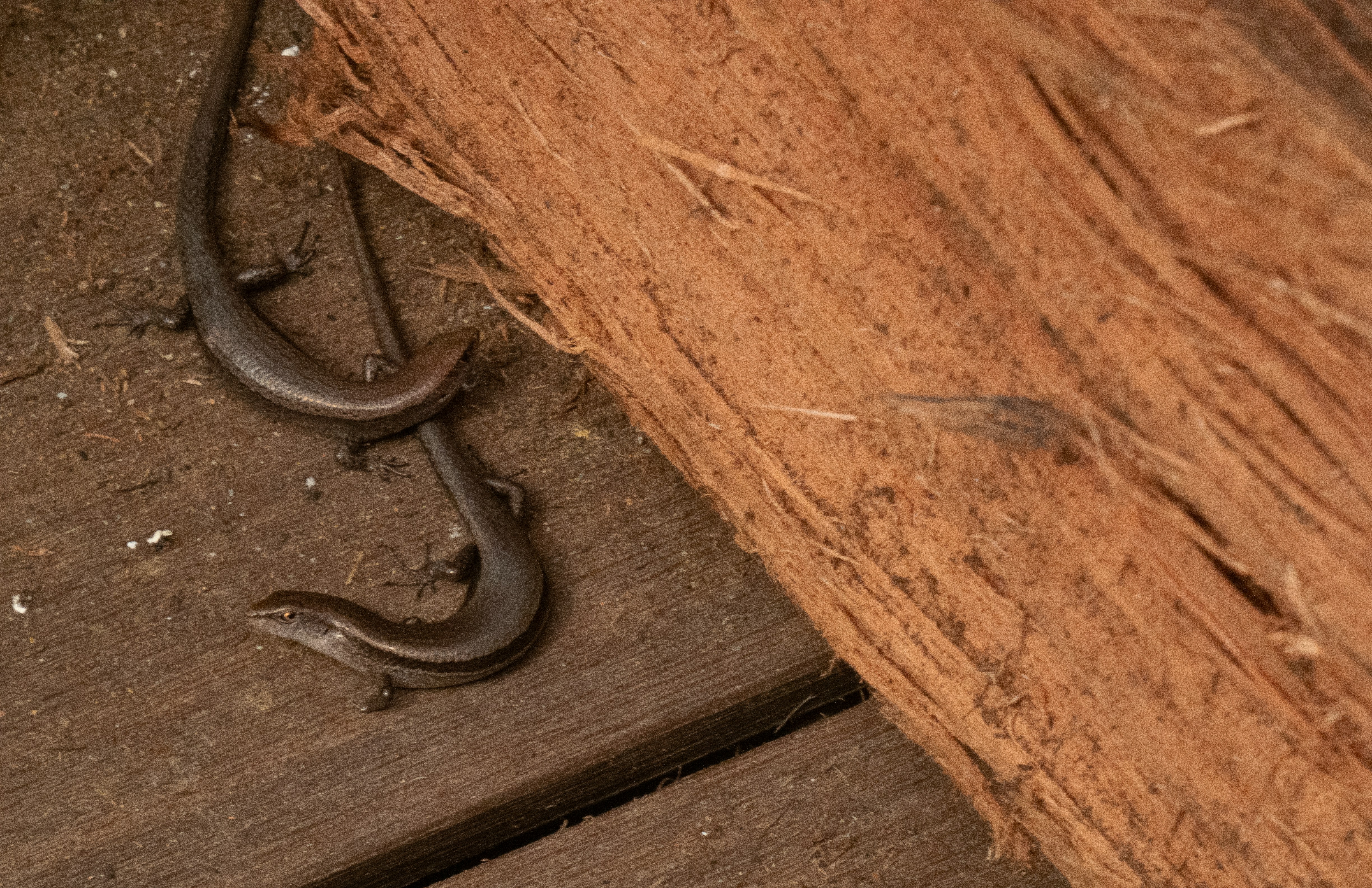 Rust and Rope: Close-up of a Hooked Nail on Weathered Wood