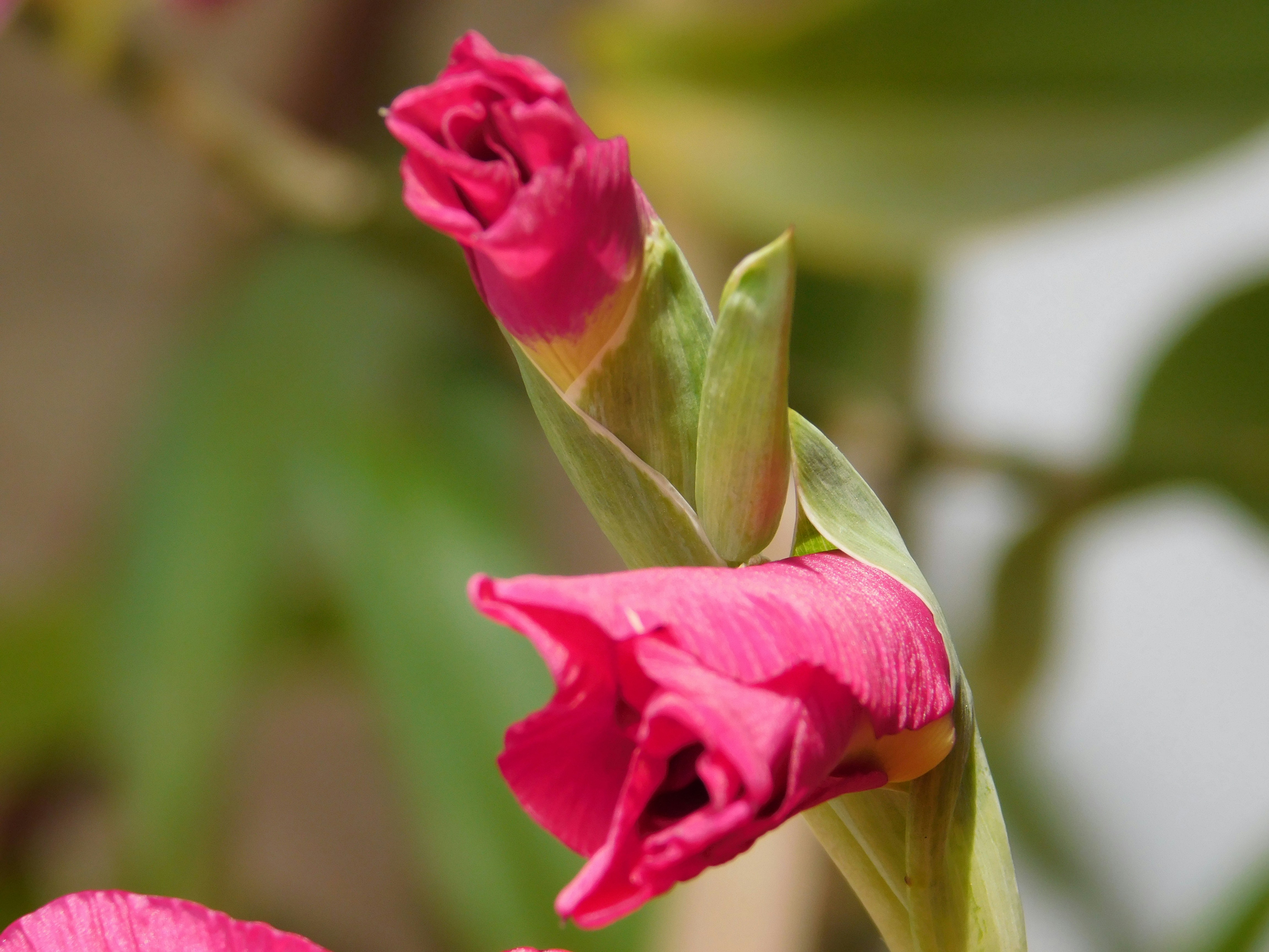 Gladiolus 'Priscilla'