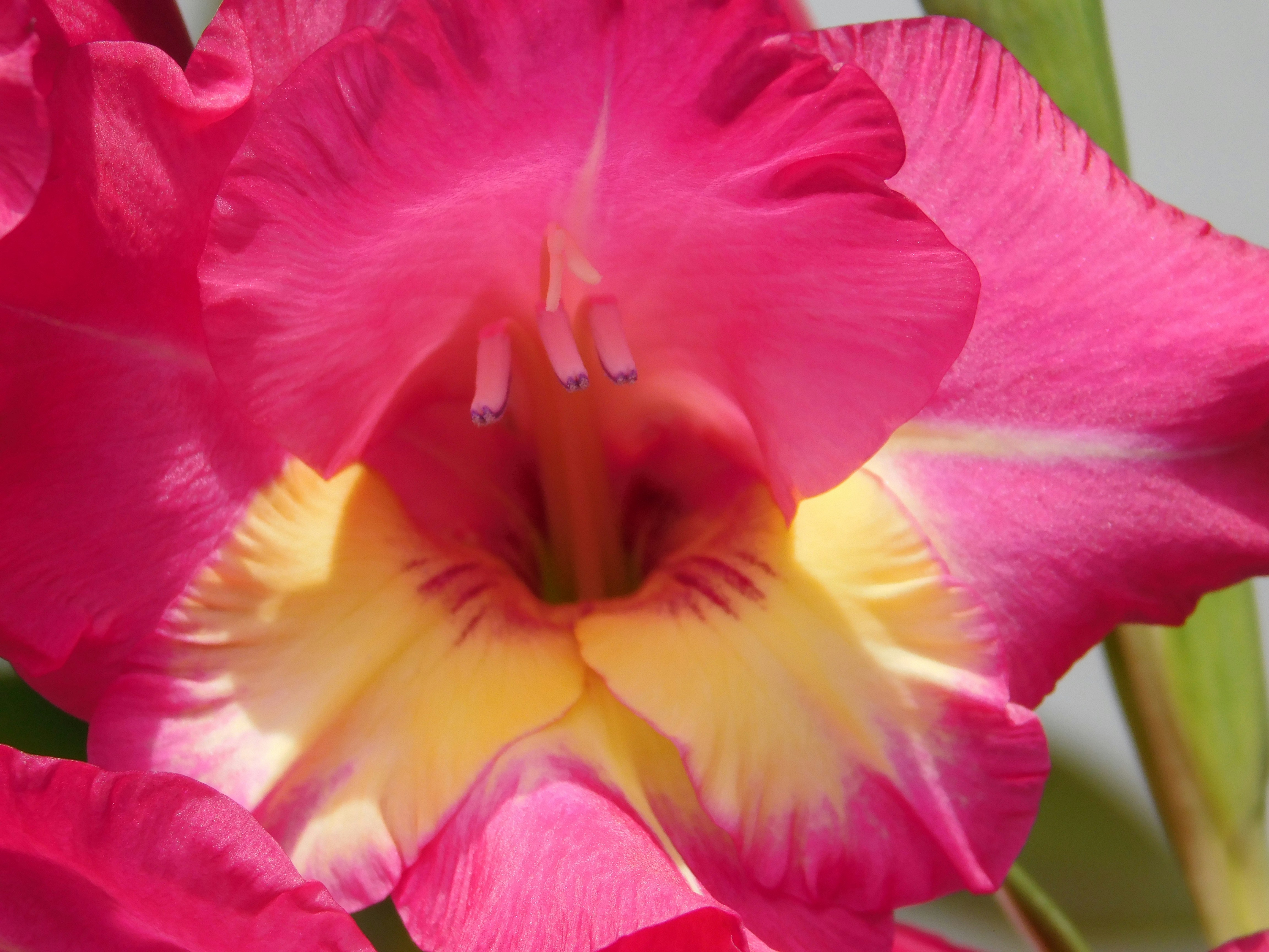 Vivid pink flower with a yellow throat fills the frame, showcasing petal texture and reproductive structures in sharp detail. Floral close-up capture with natural light and shallow background.