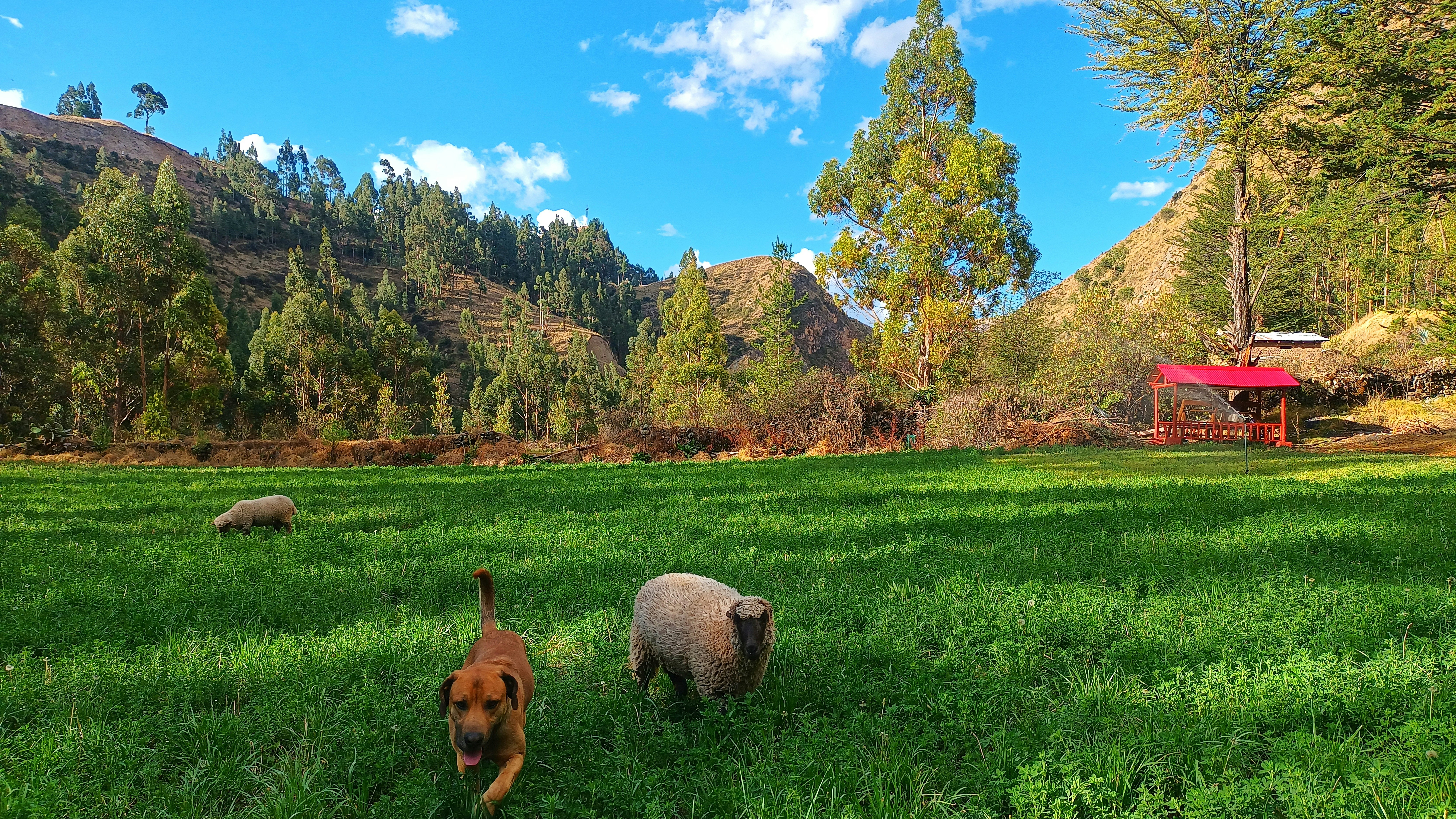 Pasture Pups Under a Blue Sky
