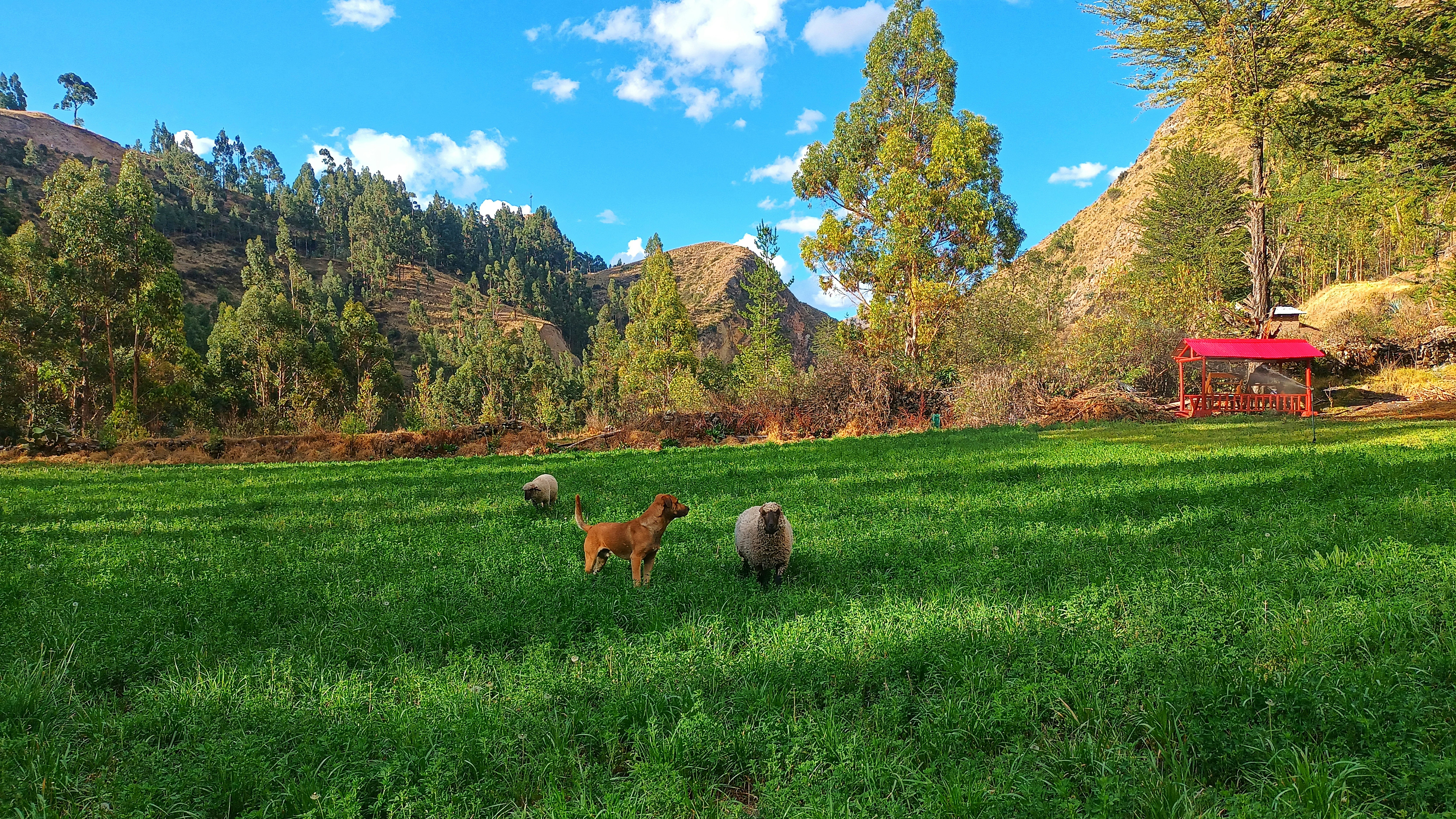 Green meadow with two dogs playing under a bright blue sky; a red-roofed shelter sits among rolling hills and trees in the background.