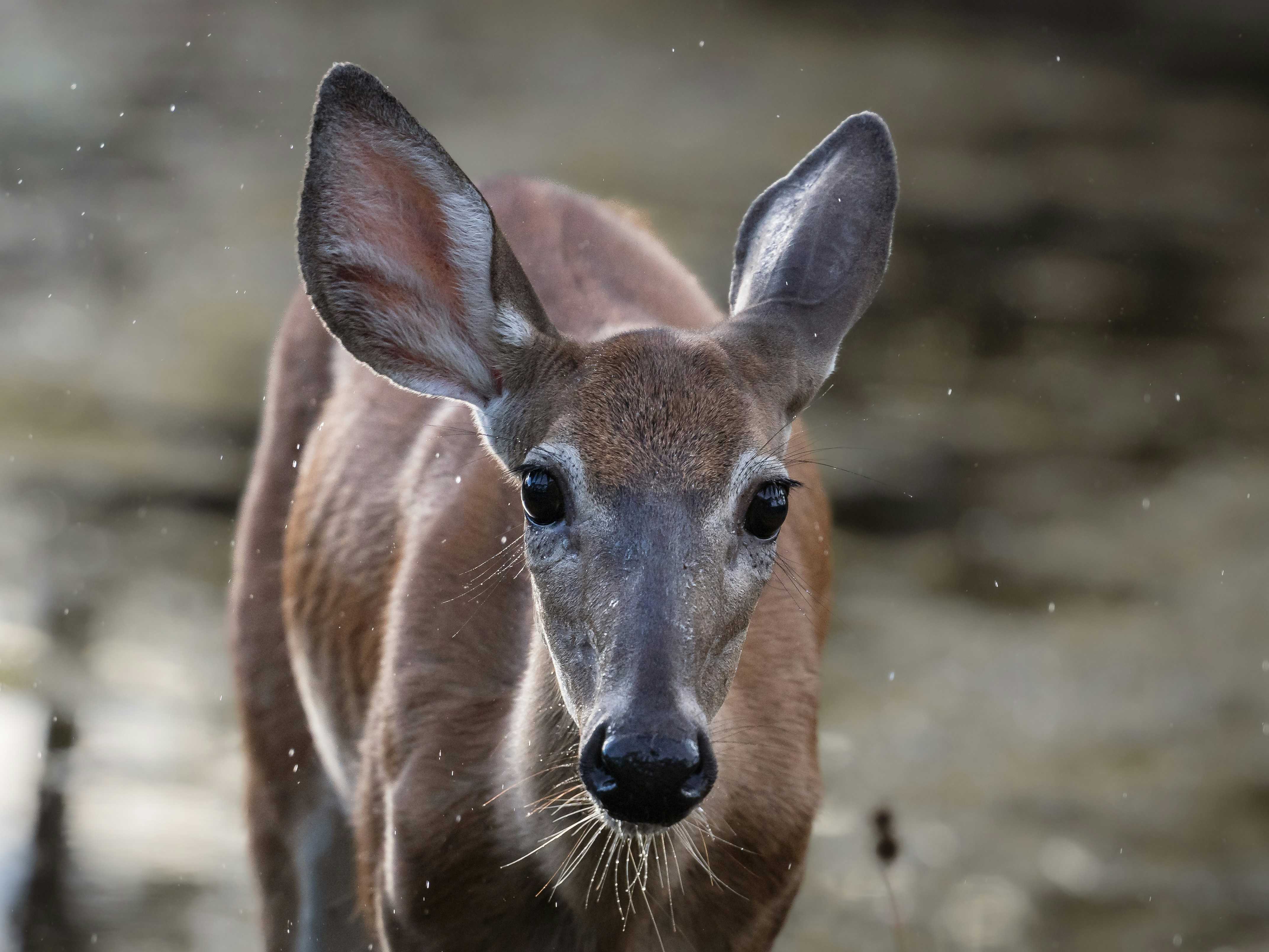 Centered Stare: A Doe in Soft Riverside Light