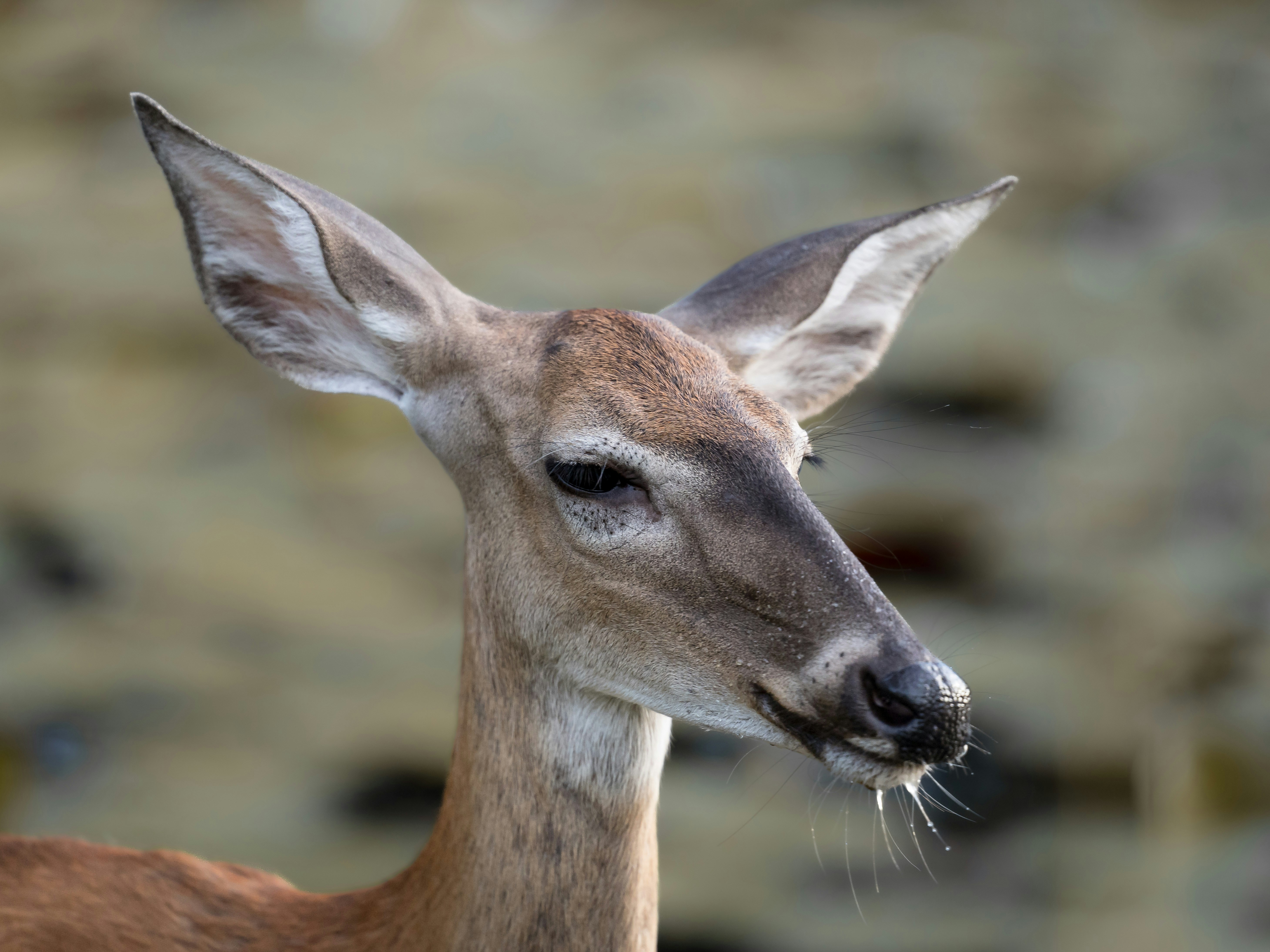 Graceful Gaze: A Deer’s Quiet Portrait