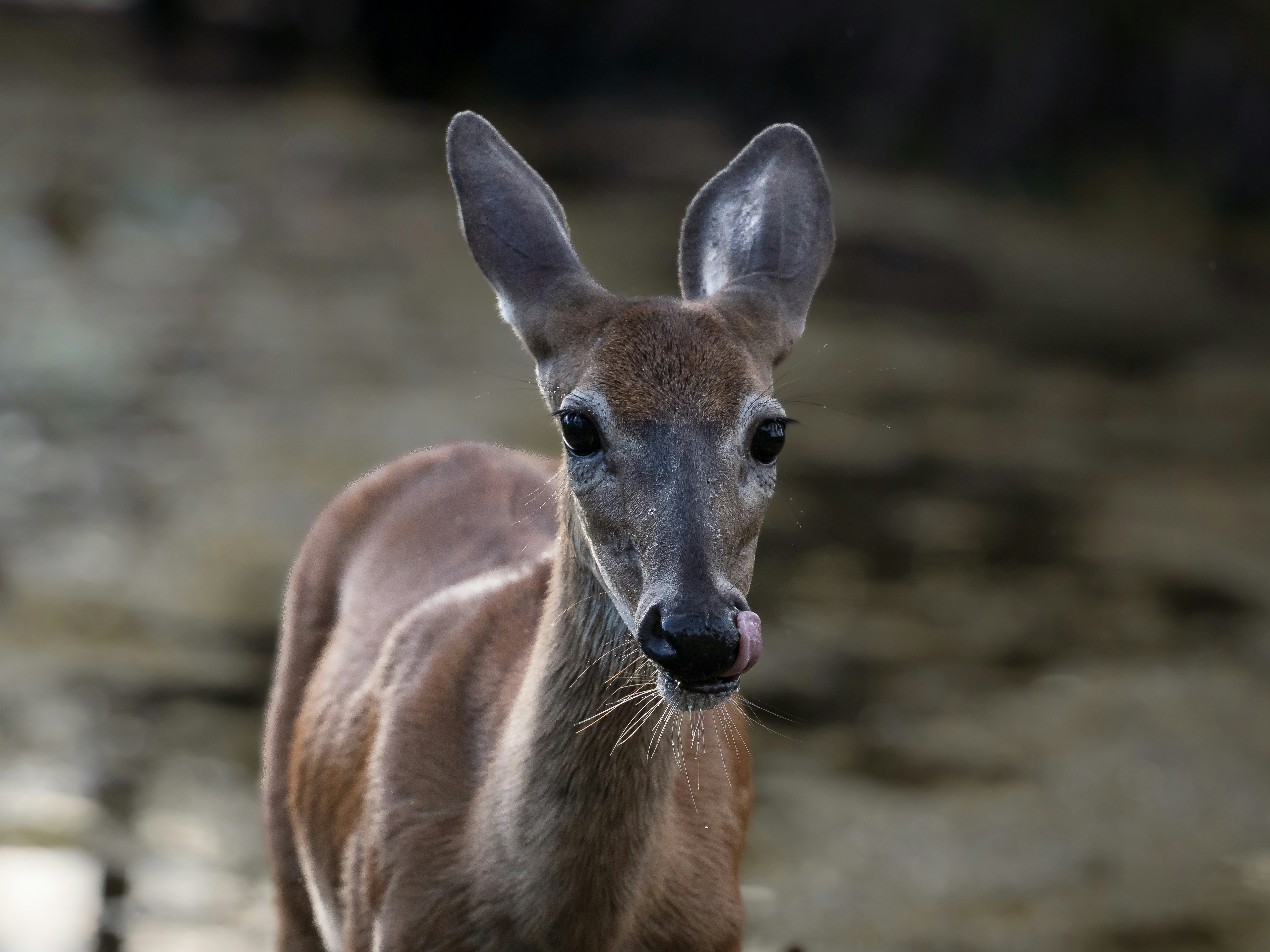 Wharf Edges and Quiet Gaze: A Juvenile Deer Peers Across a Muddy Creek