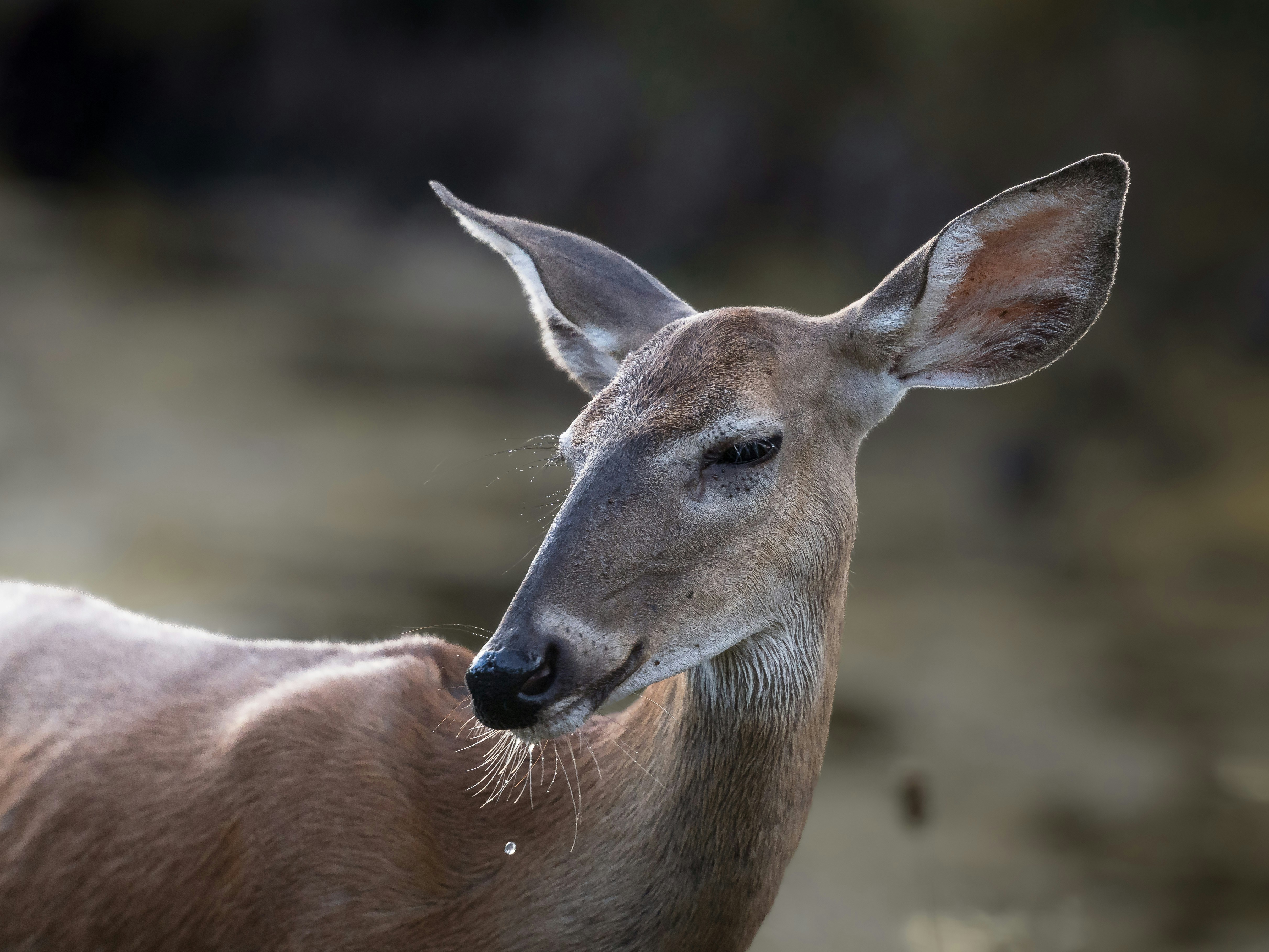 Quiet Gaze: A Deer Pausing at the Edge of Light