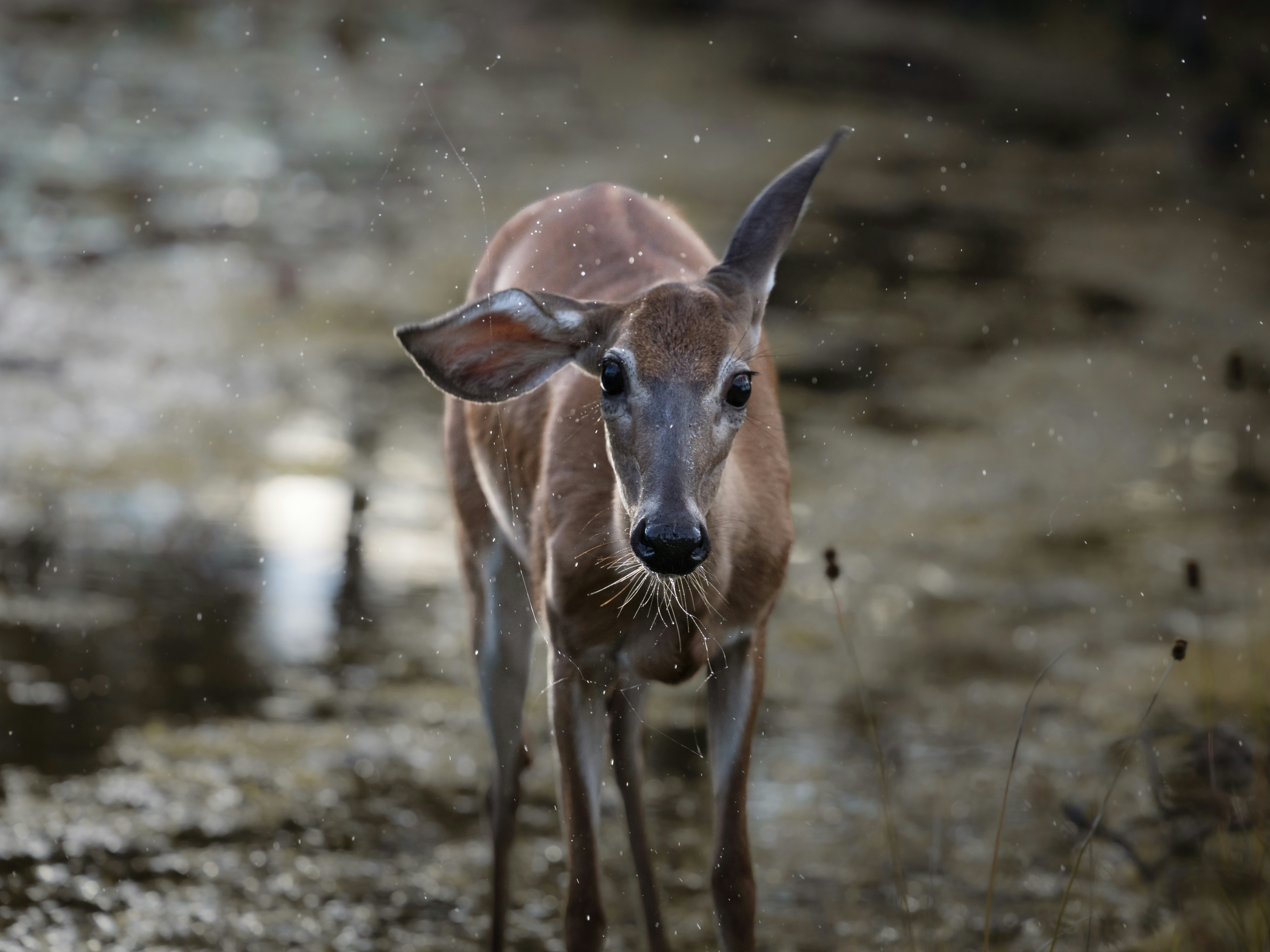 Focused Gazes: A Deer Pause in a Rain-Speckled Clearing