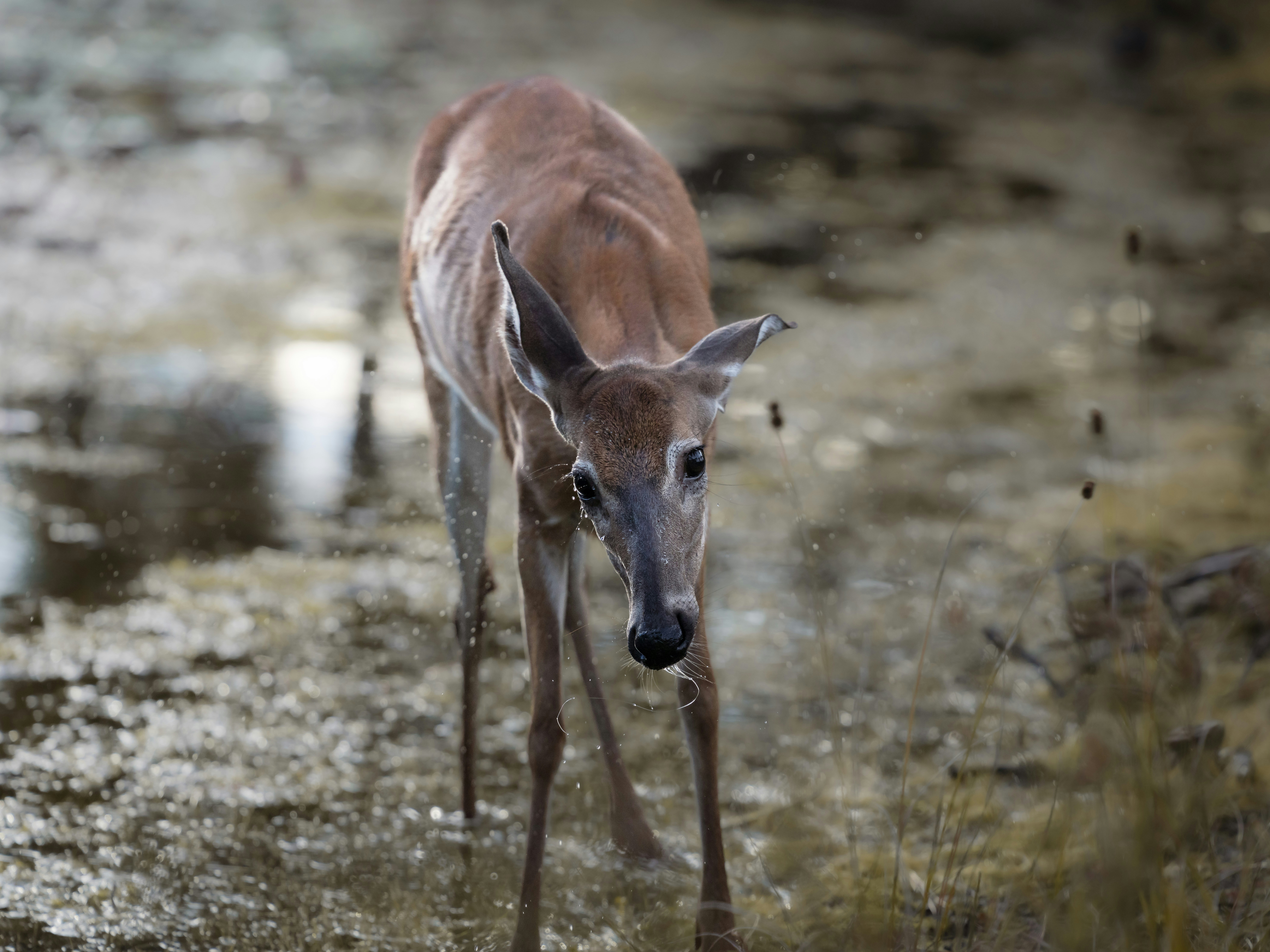 Graceful Grazer in a Quiet Wetland Morning