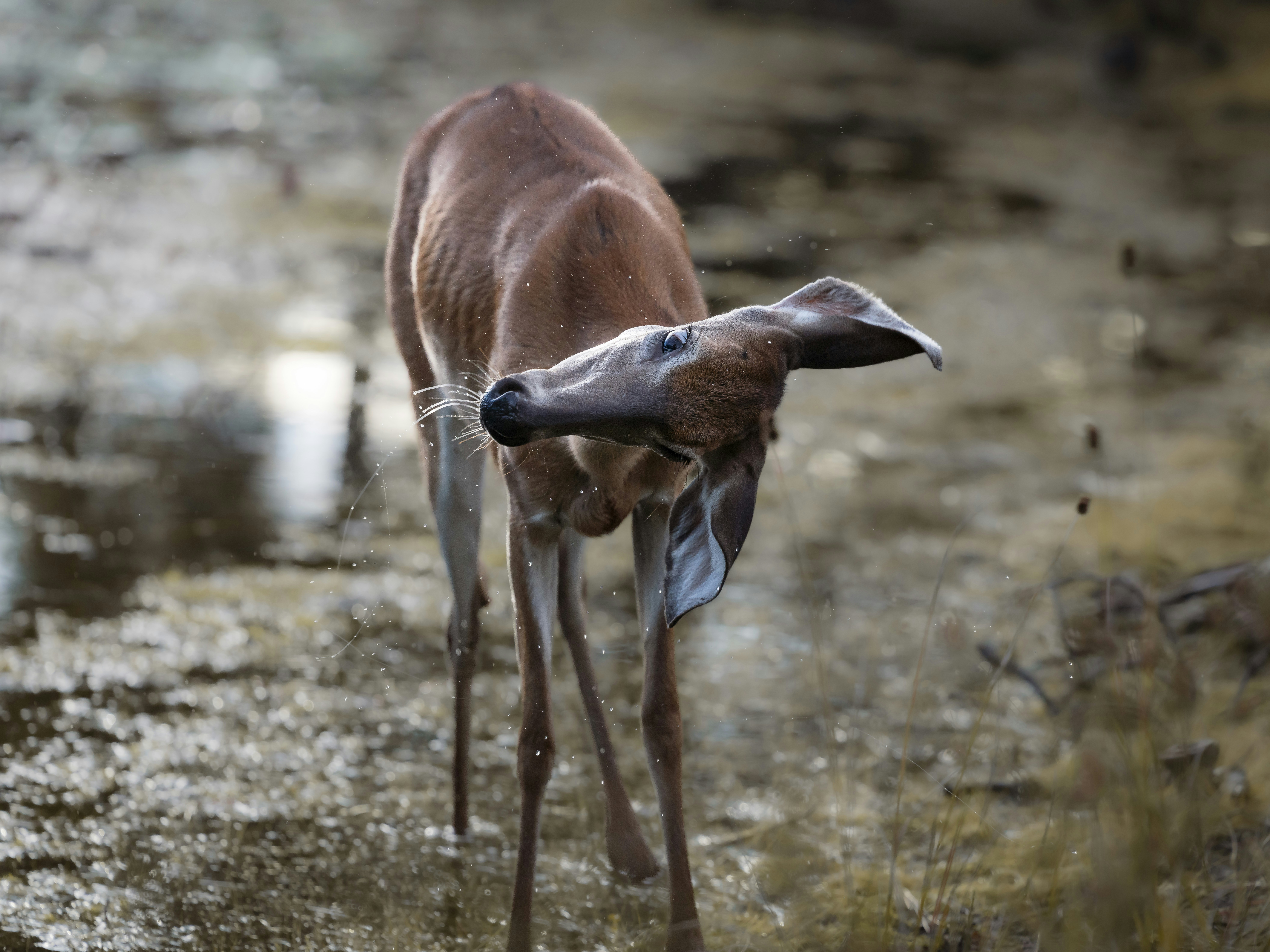 Floating Grace: A Deer Wades Through a Quiet Marsh