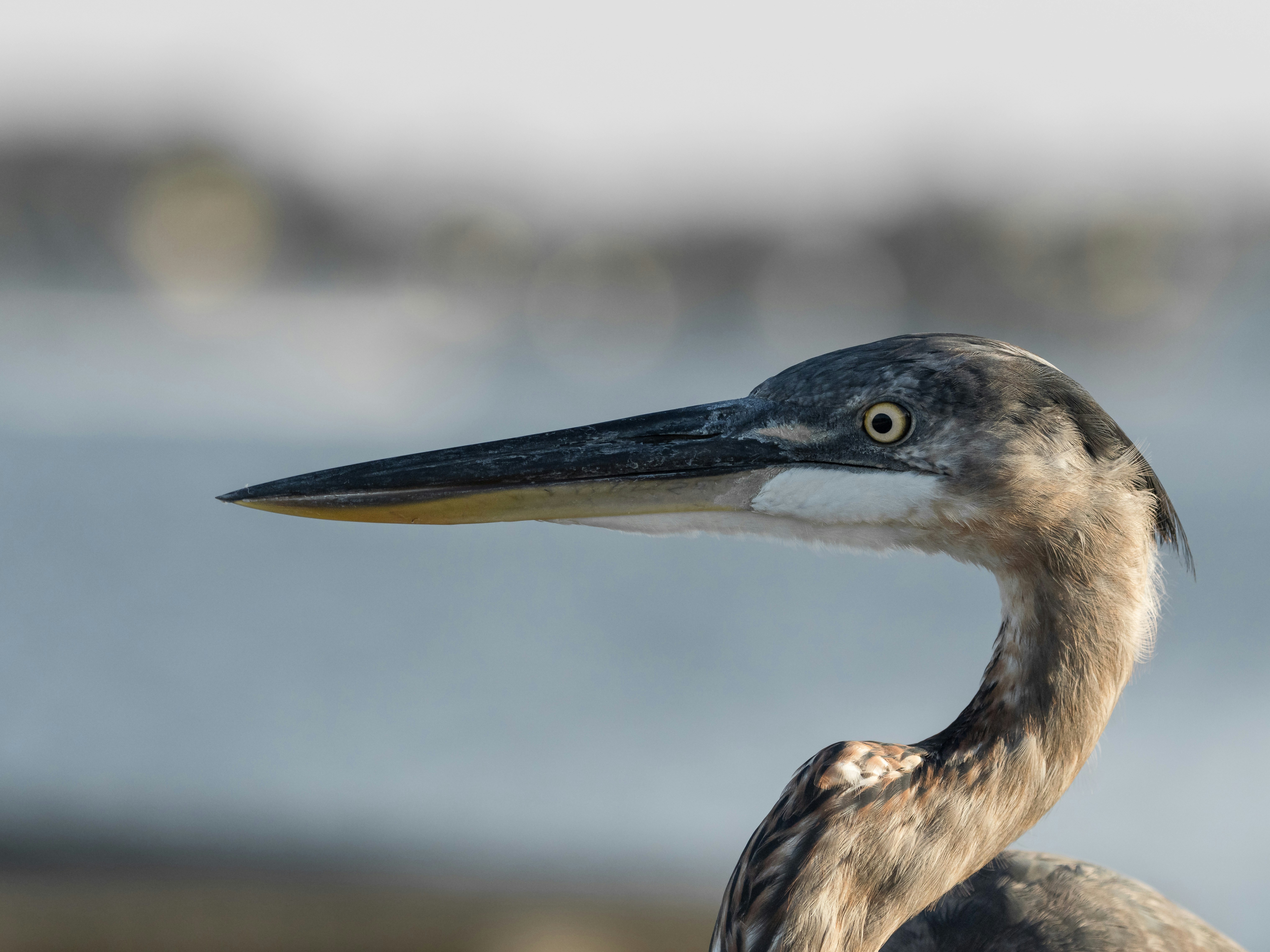 Slender Gray Heron in Profile by Shoreline