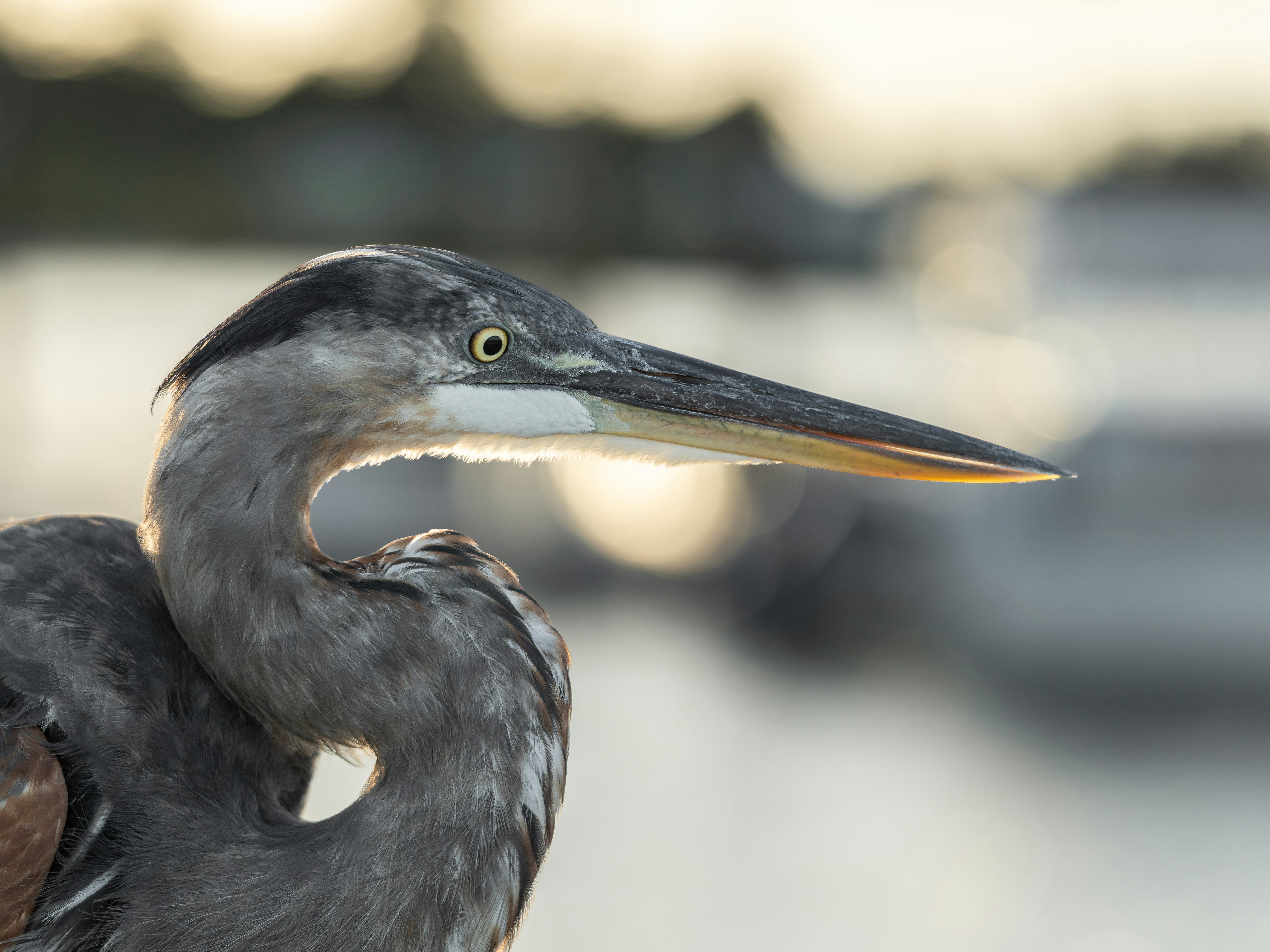 Focused Gaze: A Heron Portrait Piercing the Quiet Marina