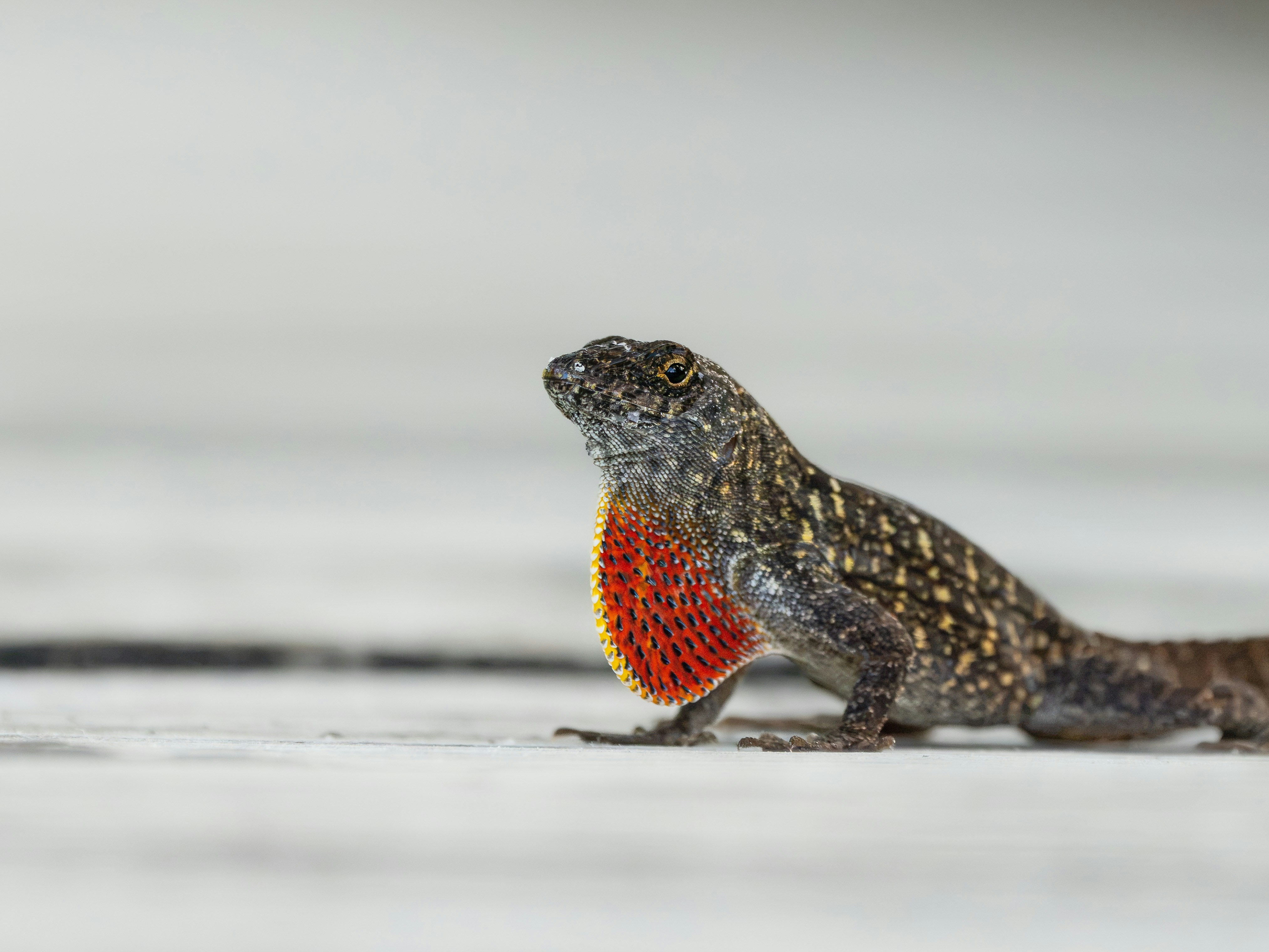 Crimson-gilled Lizard on Weathered Surface