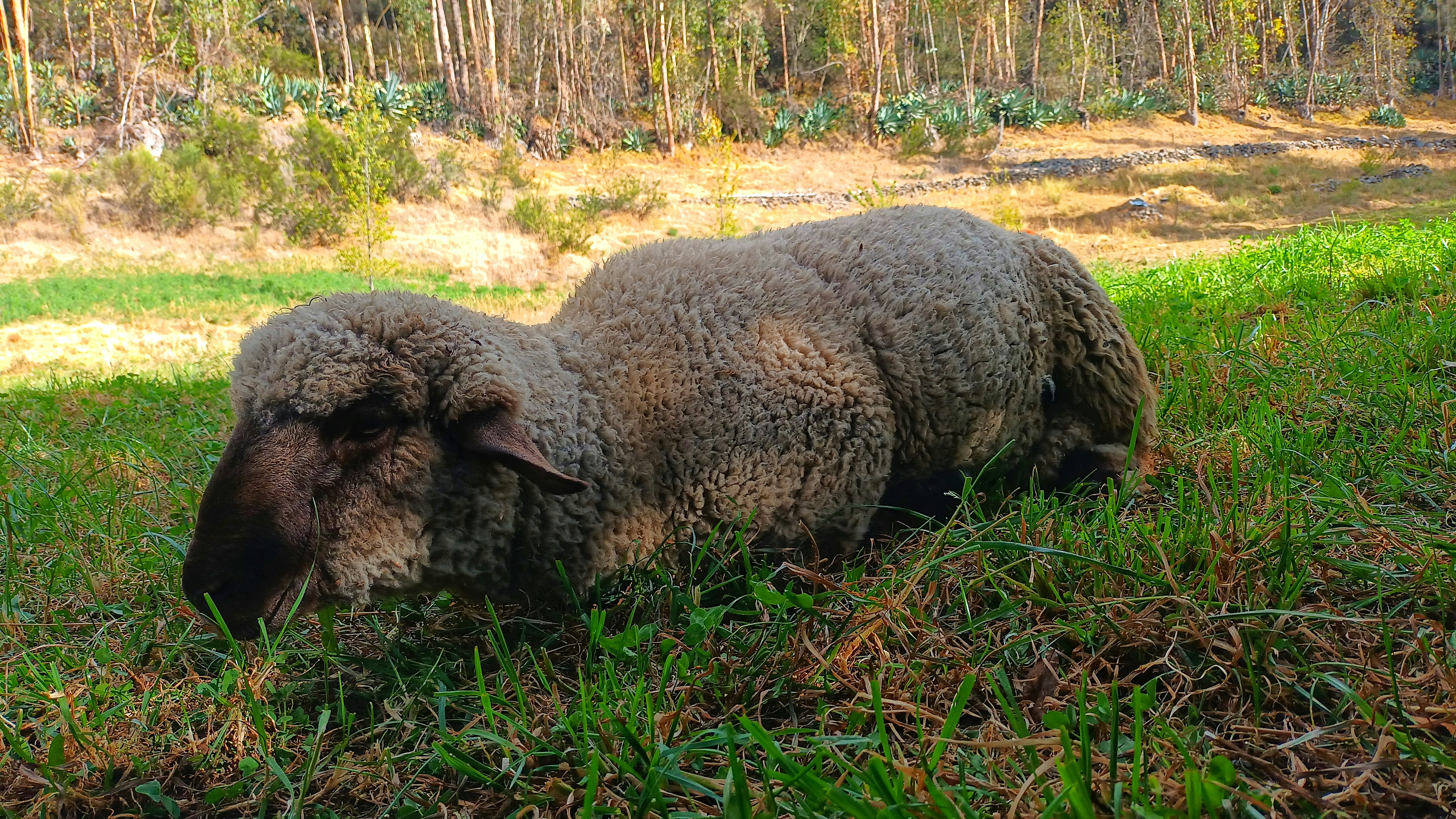Stone-gray ram at rest in a sunlit field