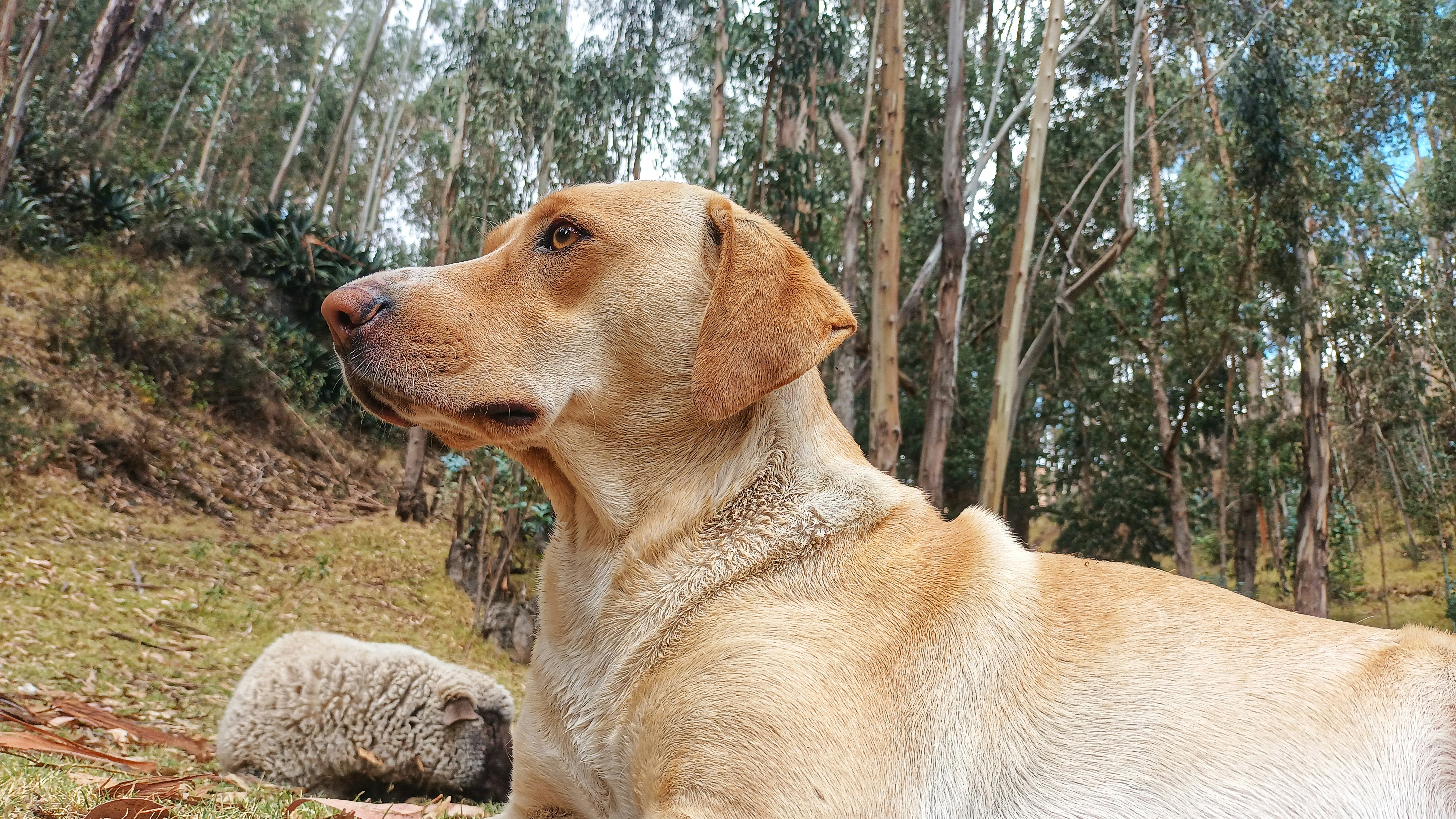 Golden Retriever Gaze: Stillness Against a Dappled Trail