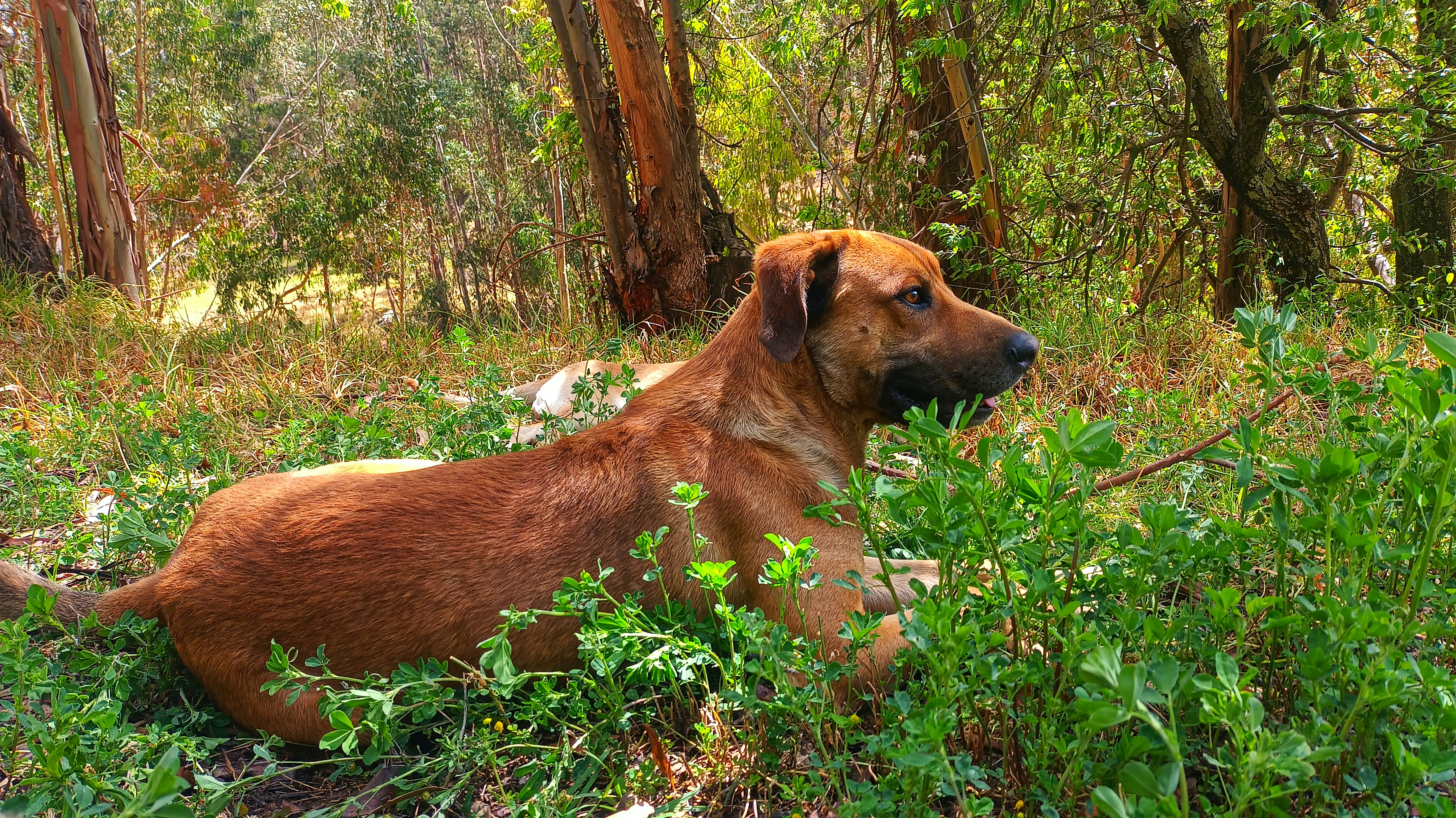 Golden-brown hound lounging in dense greenery, head raised toward the right, sunlight dappled through trees.