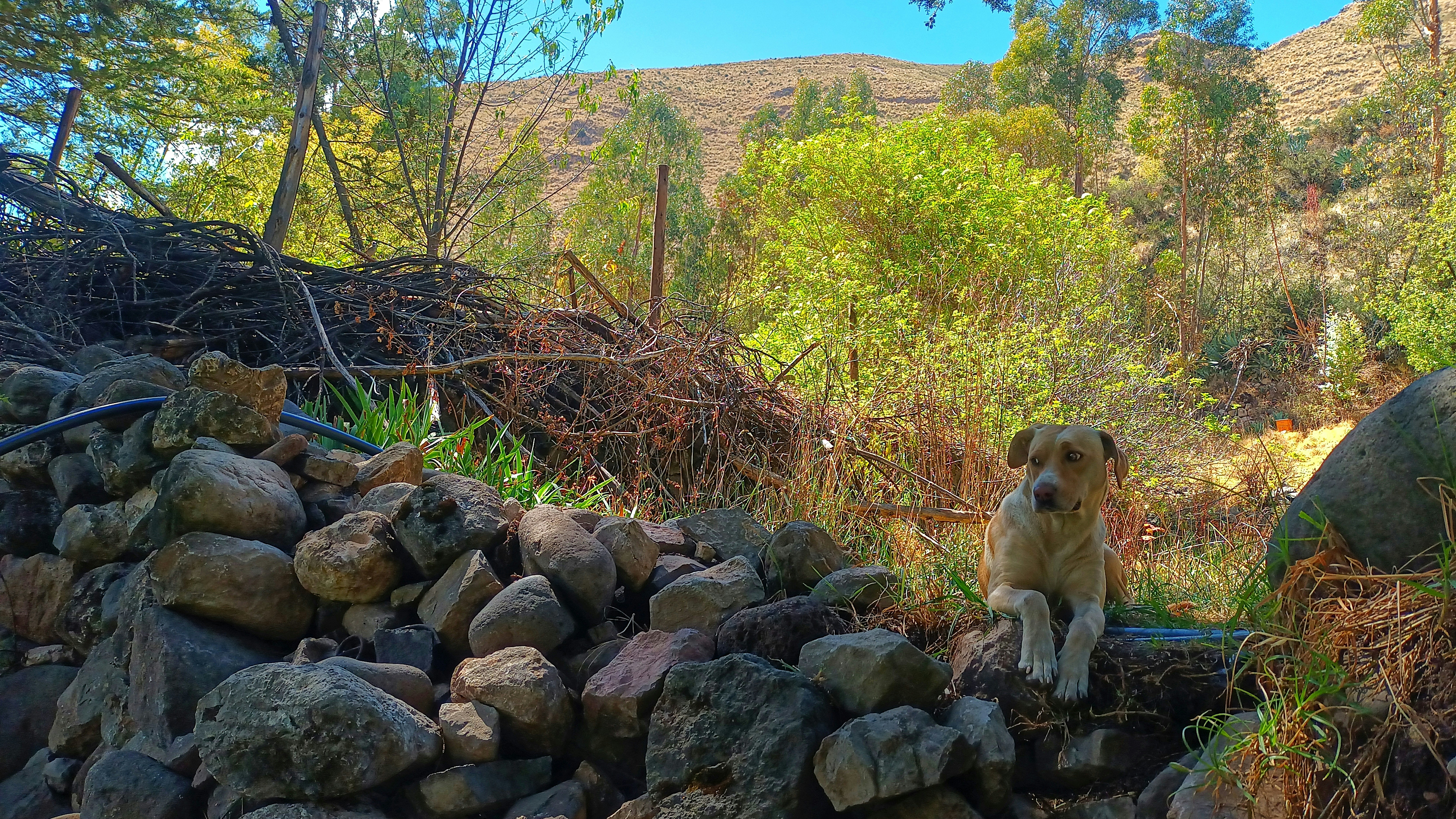 Rocky Ridge Watch: a curious pup on the sunlit bank