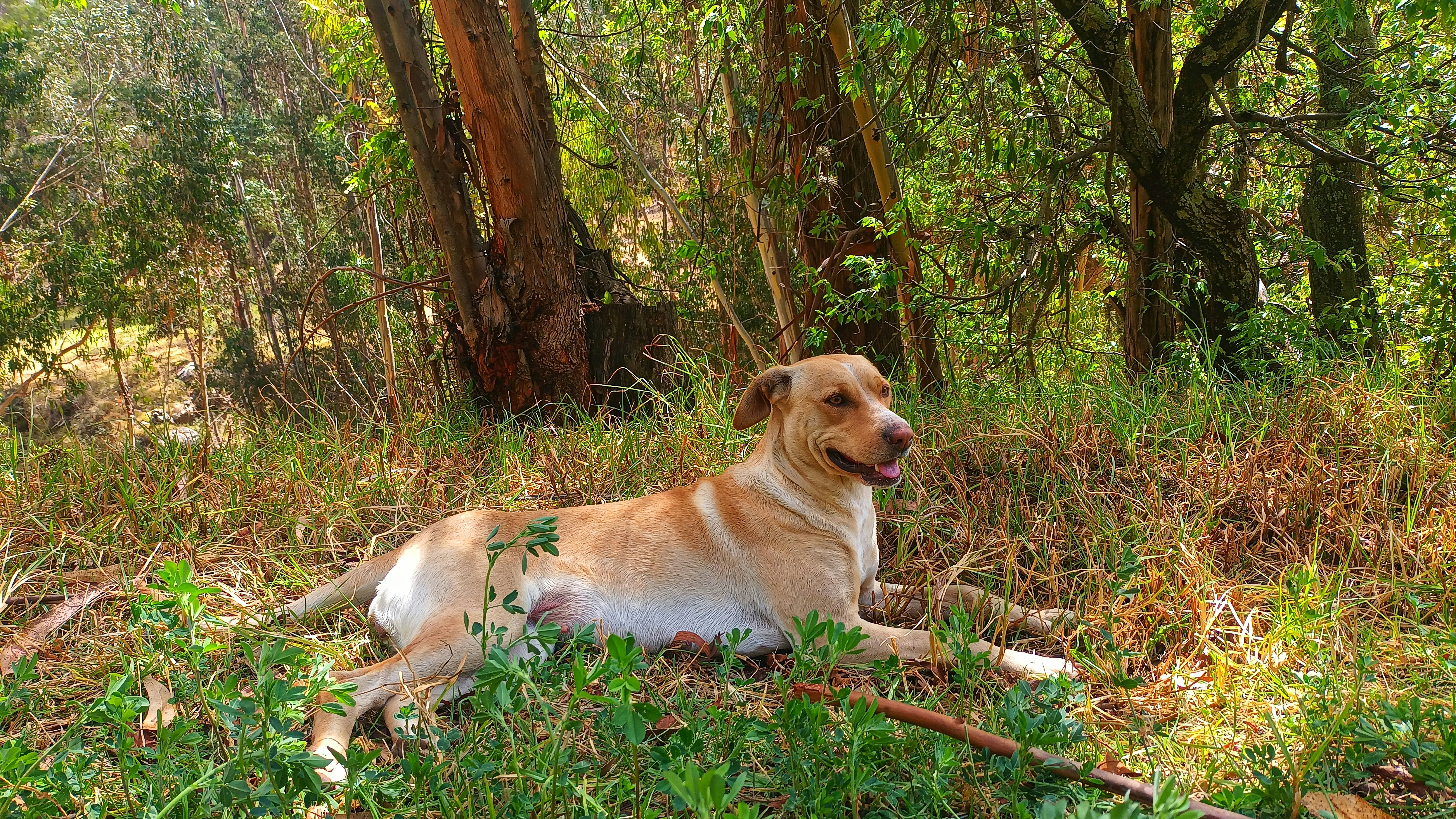 Golden-brown dog resting on sunlit grass amidst a forest of pines; natural light scatters through foliage, creating warm tones and gentle shadows.