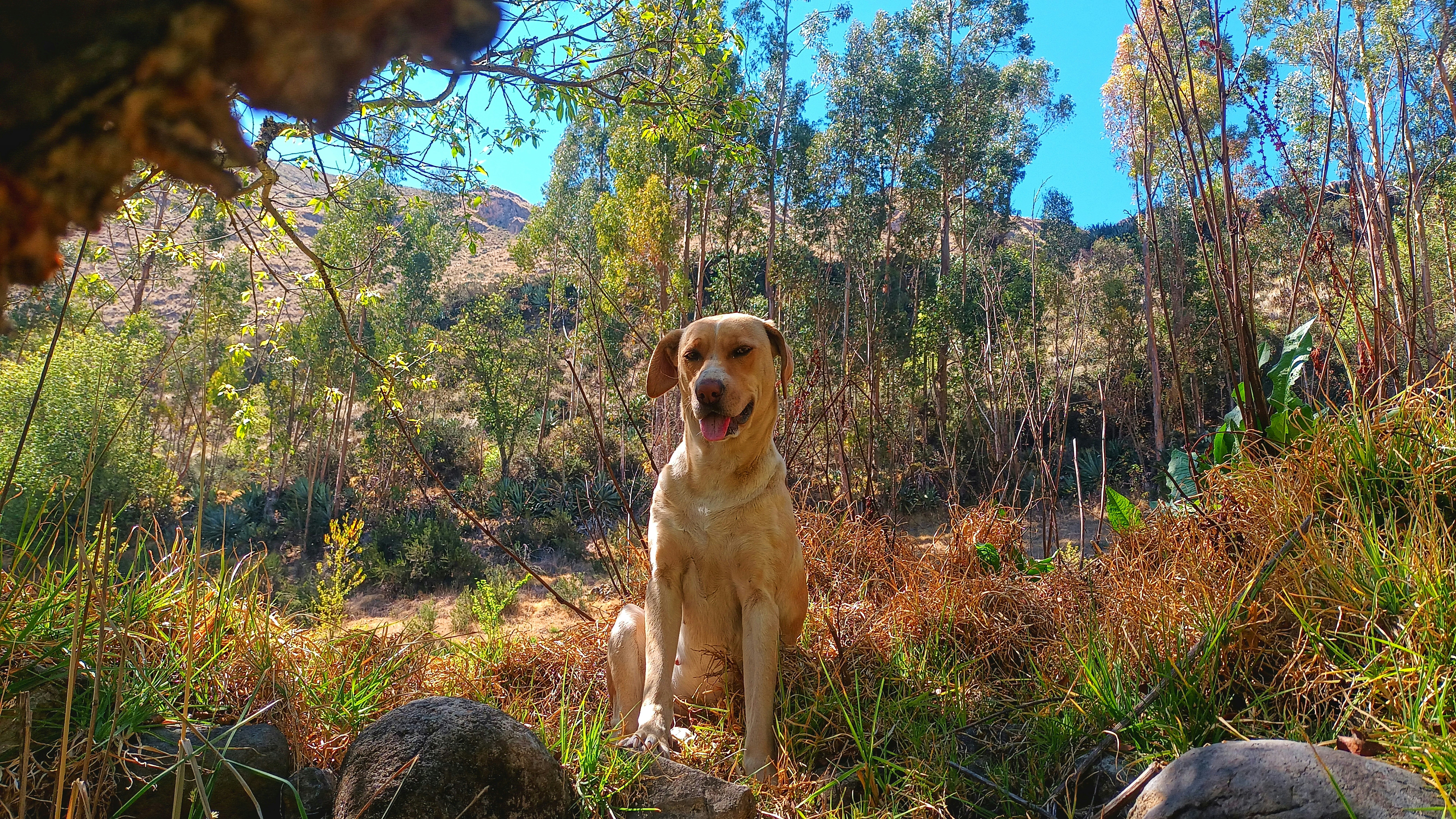 Golden retriever sits alert in a sunlit, grassy clearing with trees and hills in the background. A natural outdoor portrait emphasizing the dog as the focal subject.