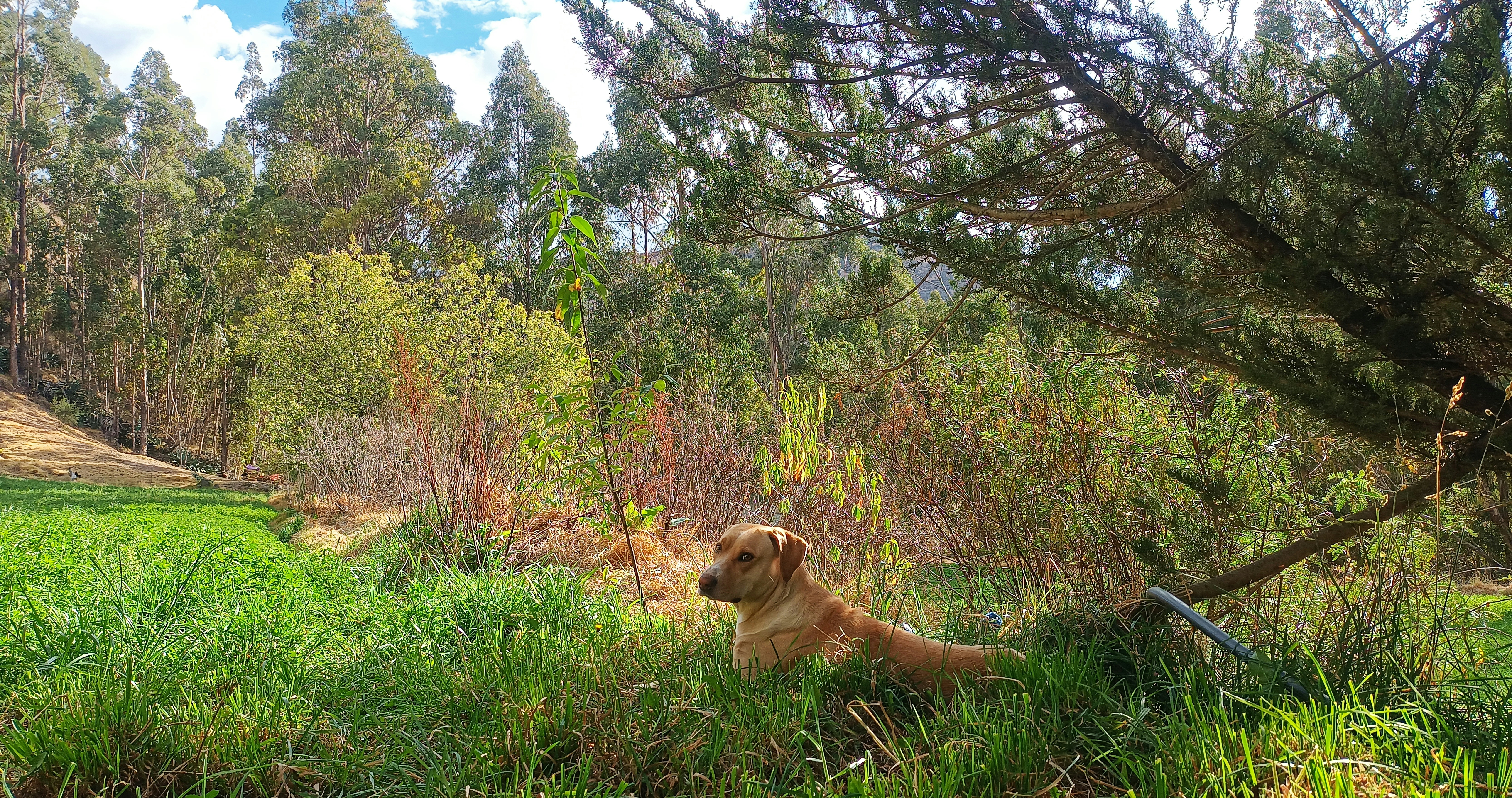Golden retriever resting in sunlit grass among shrubs with trees in the background; natural outdoor scene without props.
