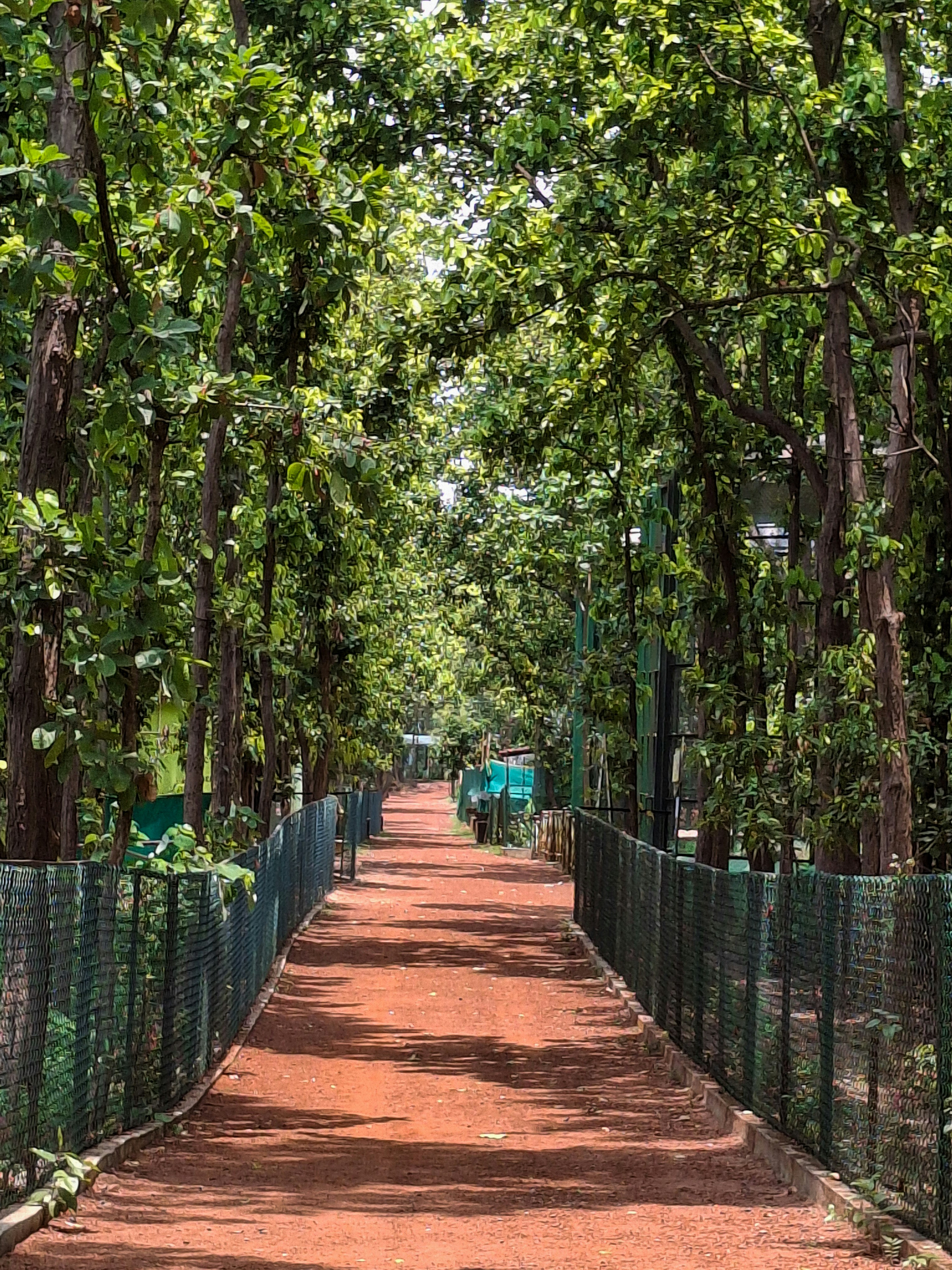 Red dirt path flanked by green mesh fences and a leafy tunnel, leading to a distant opening bathed in light.