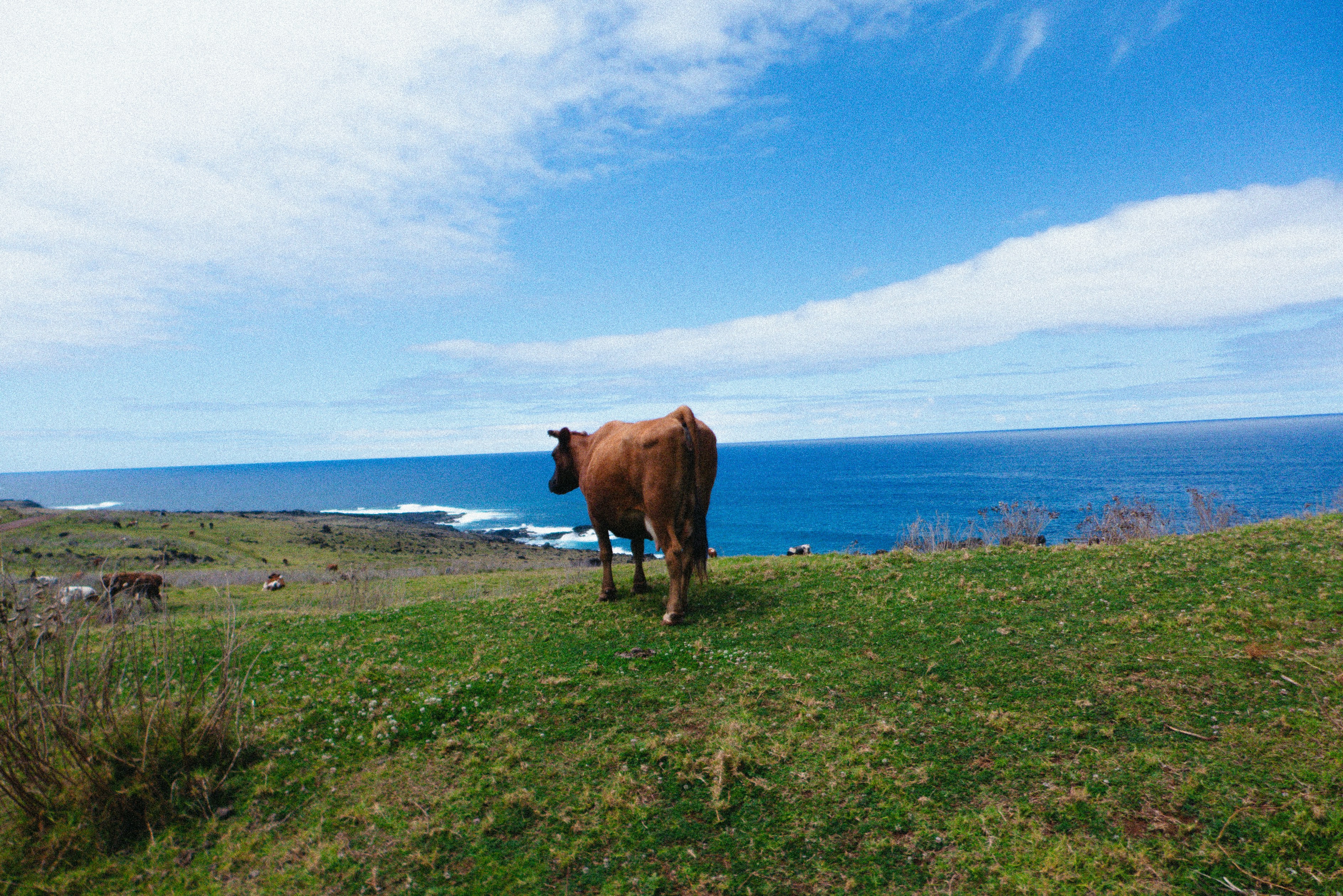 Coastal Meadow Watcher: A lone cow amid sea-kissed hills