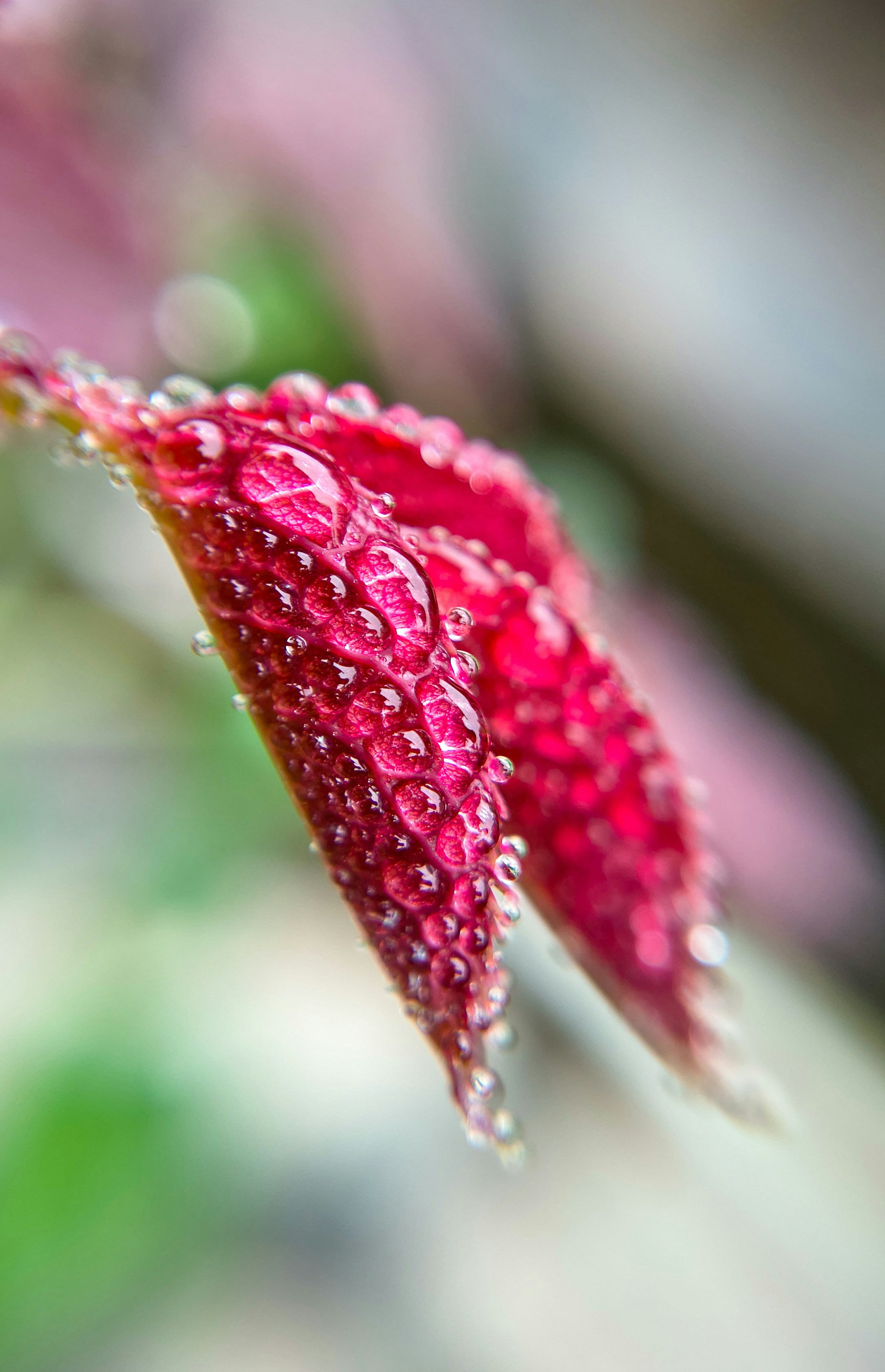 Dew-kissed Red Leaf: Macro Zoom Into Morning Fragility