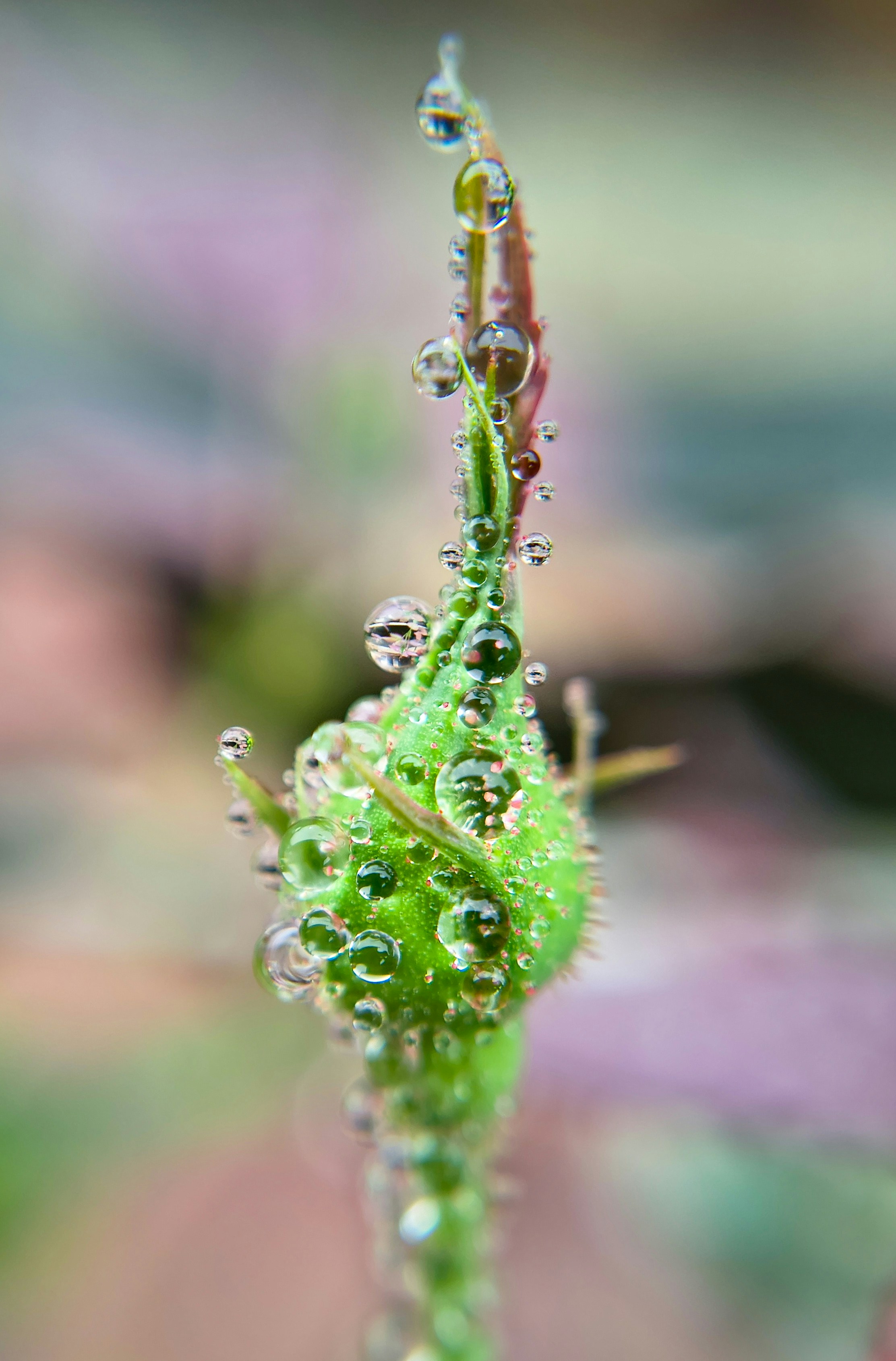 Dew-kissed Bud: a macro study of droplets clinging to a gentle garden sprout