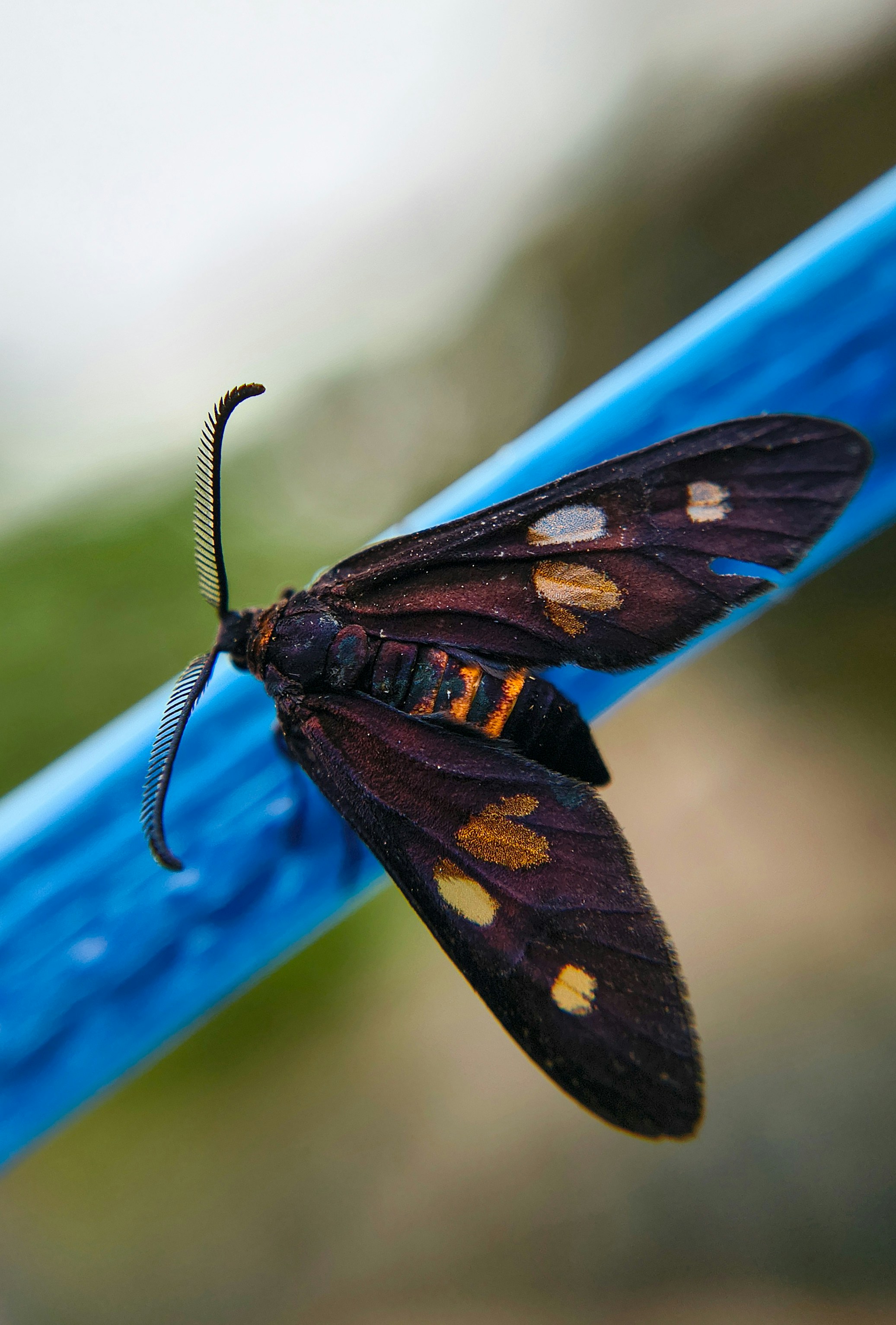 Crimson Wings on a Blue Thread